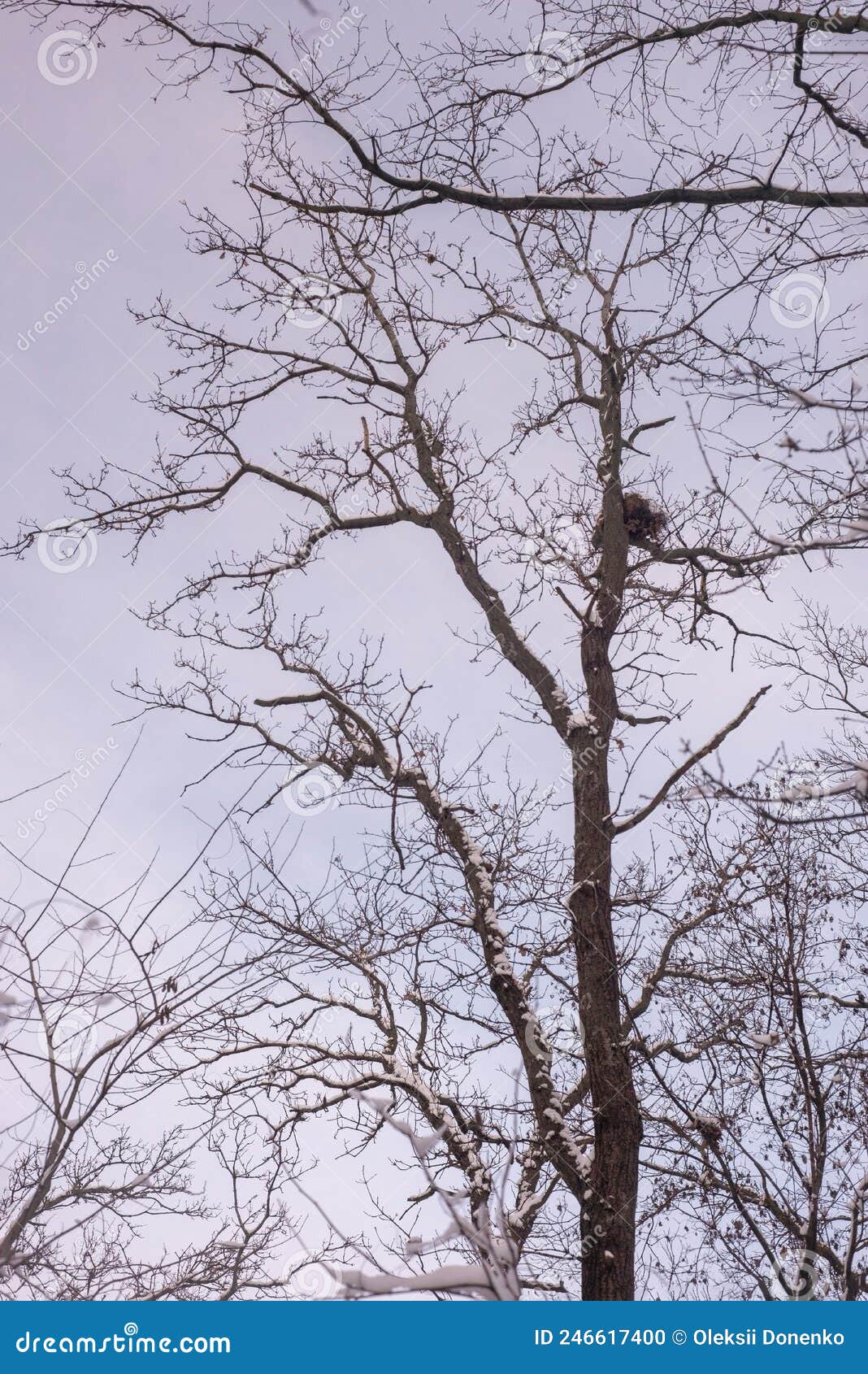 Snowy Winter Forest with Oak Tree Pillars Stock Photo - Image of winter ...
