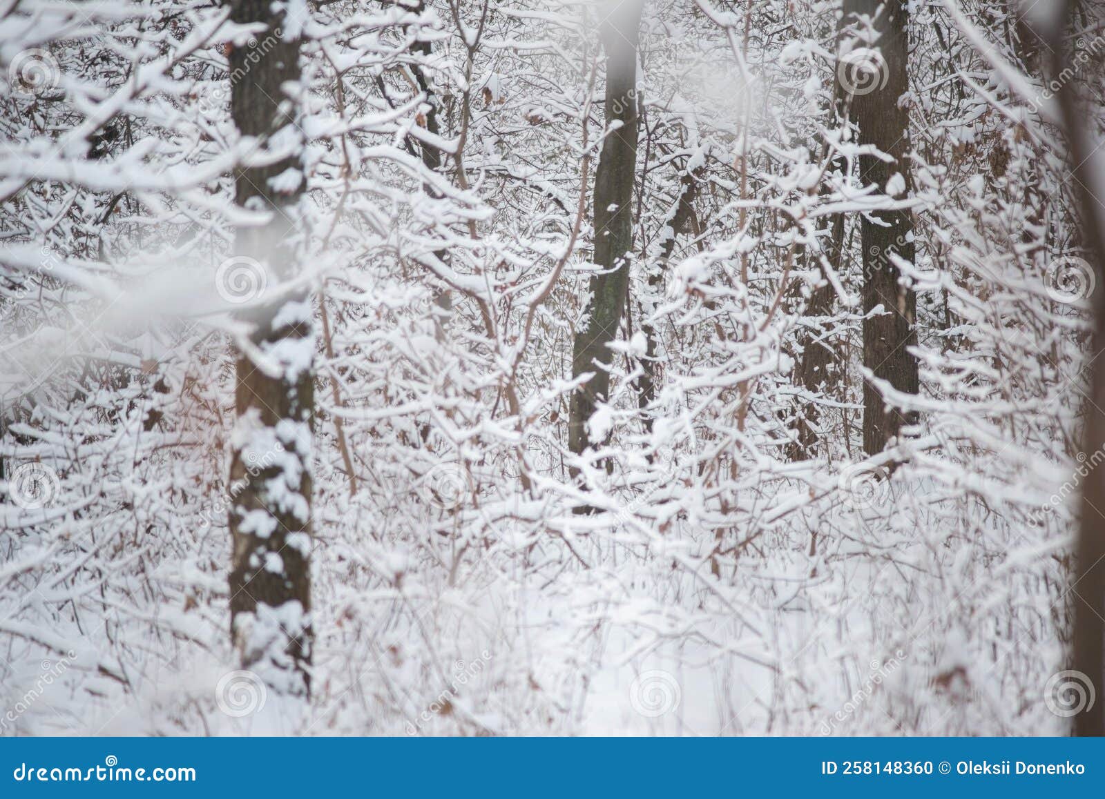 Snowy Winter Forest with Oak Tree Pillars Stock Photo - Image of ...