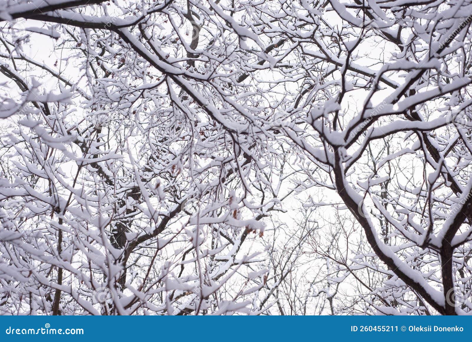 Snowy Winter Forest with Oak Tree Pillars Stock Image - Image of ...