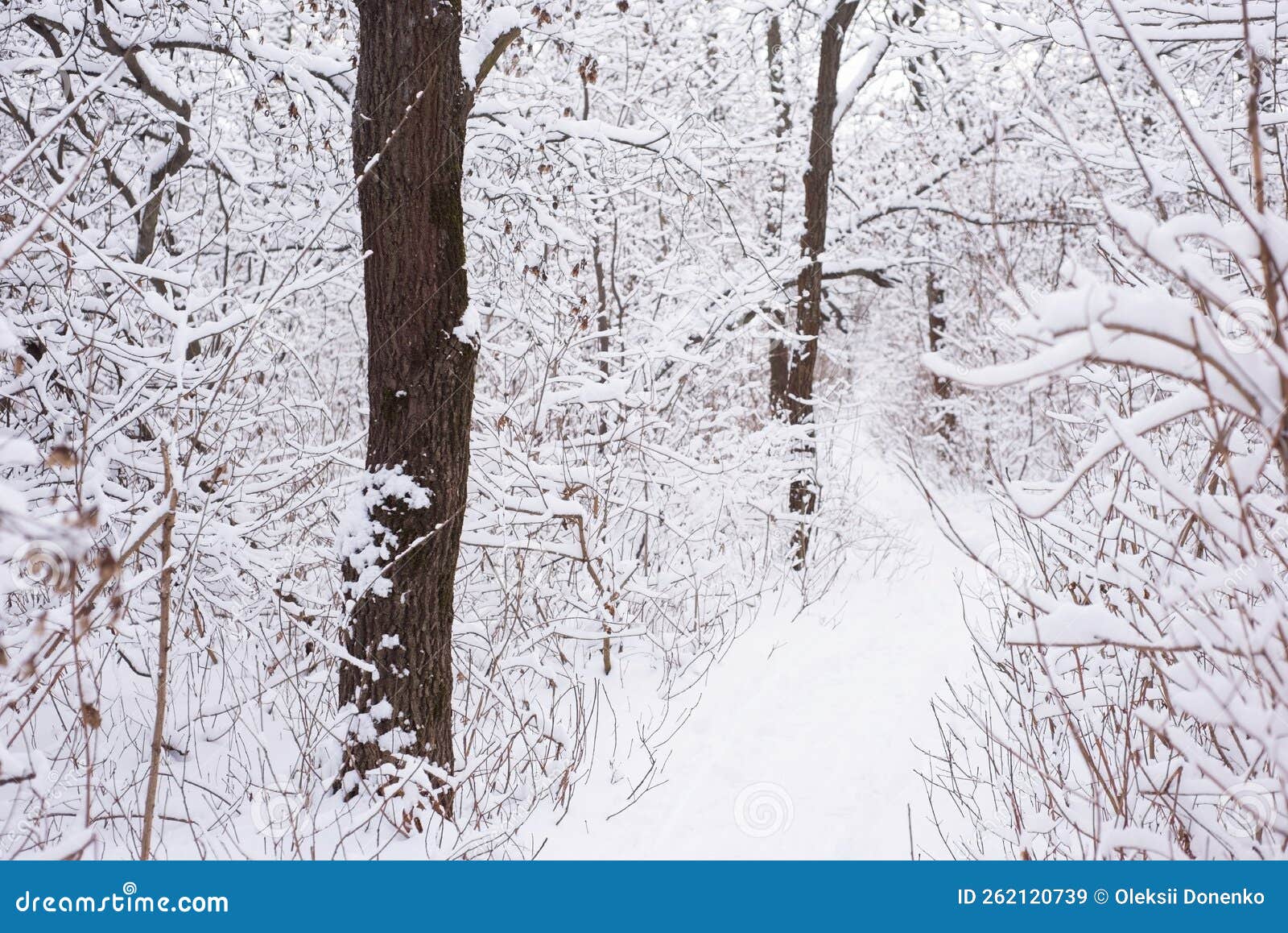 Snowy Winter Forest with Oak Tree Pillars Stock Image - Image of ...