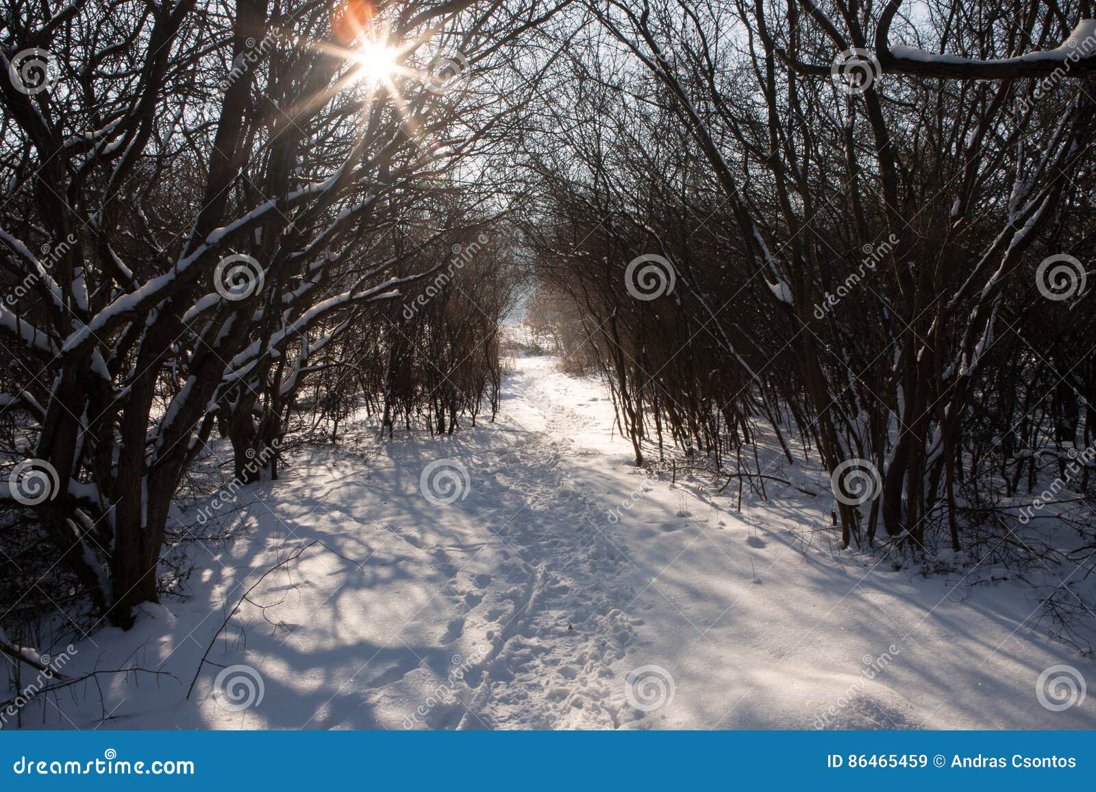 Snowy Winter Forest and Pathway with Trails and Sunbeam Stock Image ...