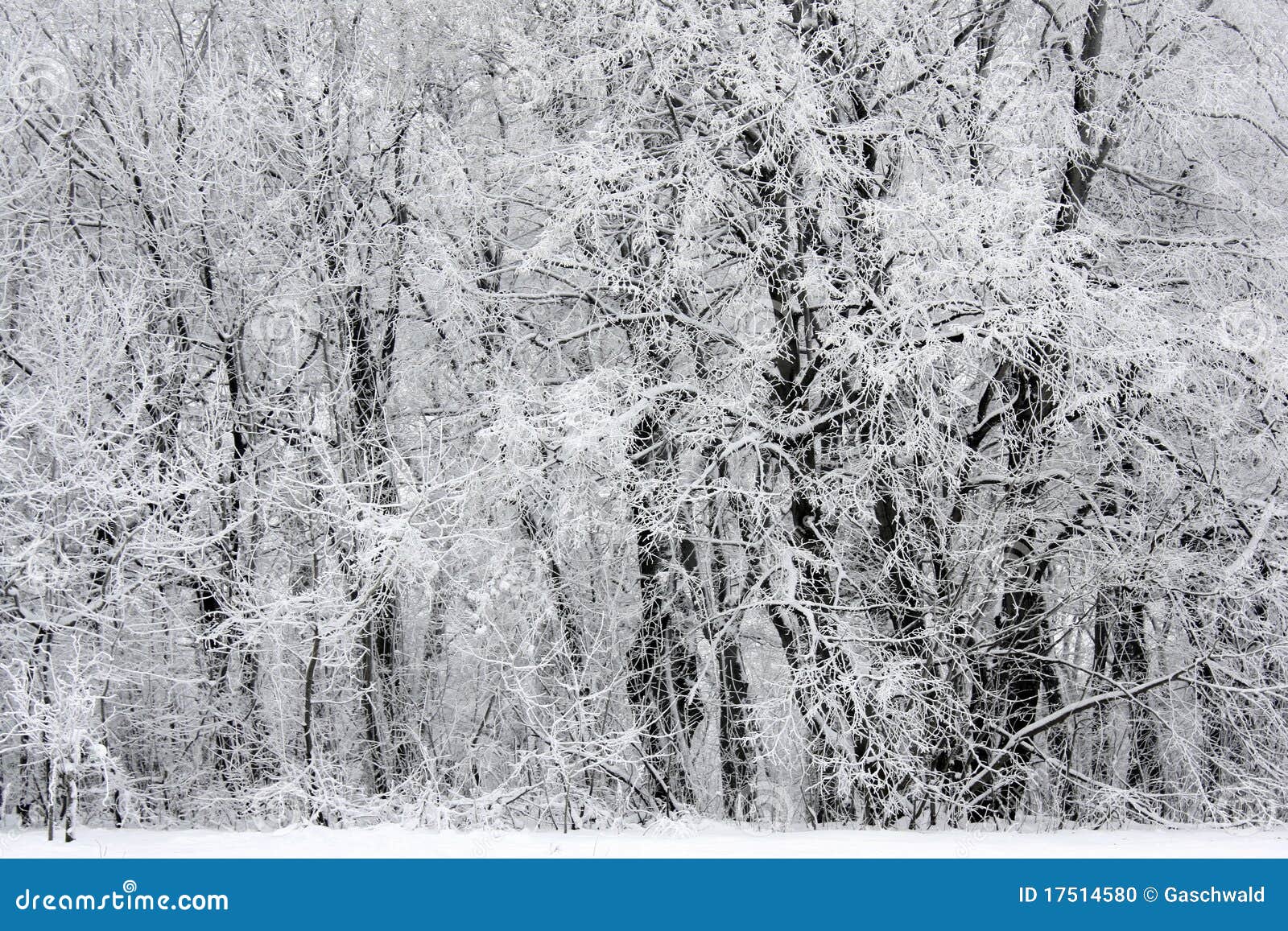 Snowy winter forest scene stock photo. Image of tree - 17514580