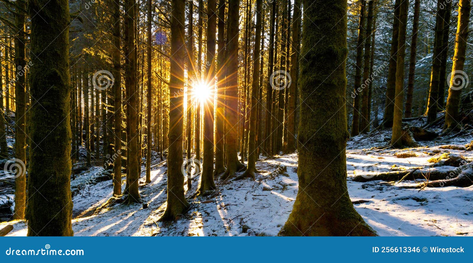 Snowy Winter Landscape in a Forest Stock Photo - Image of wood ...