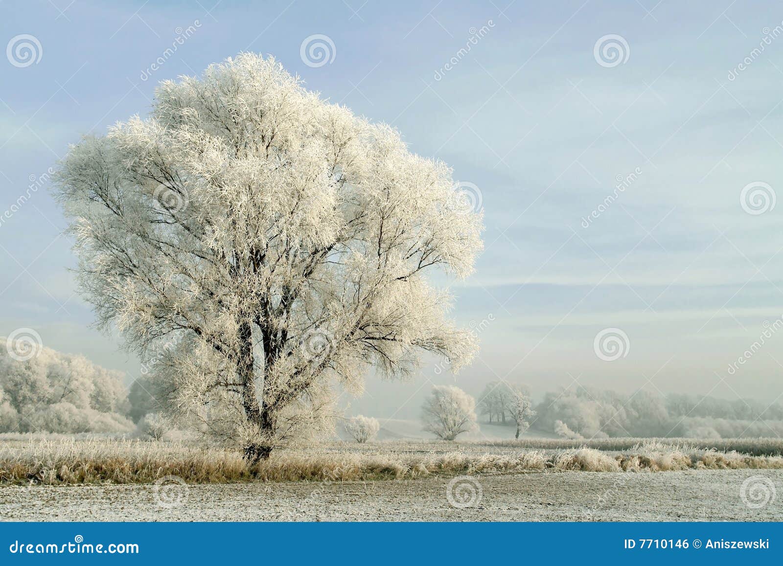 Snowy Winter Landscape with Frosted Tree Stock Photo - Image of alone ...