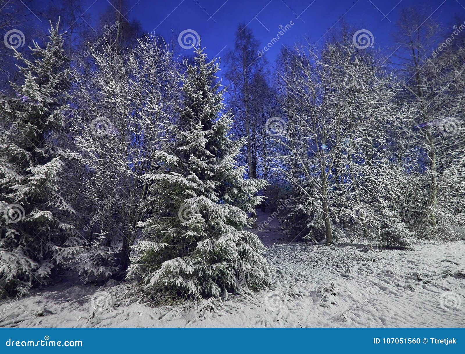Snowy winter night stock photo. Image of cold, weather - 107051560