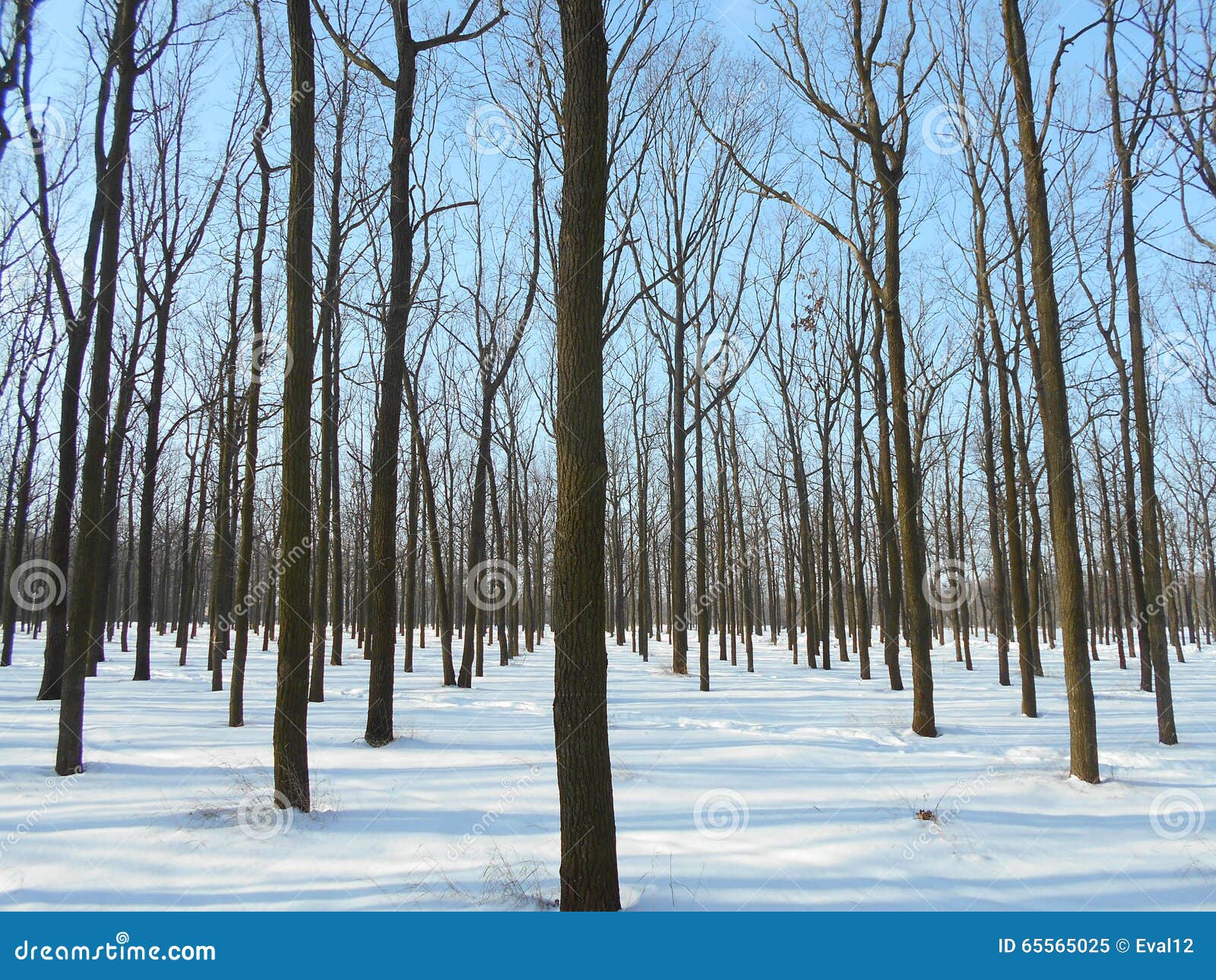 Snowy Winter Park with Trees with Fallen Leaves Stock Image - Image of ...