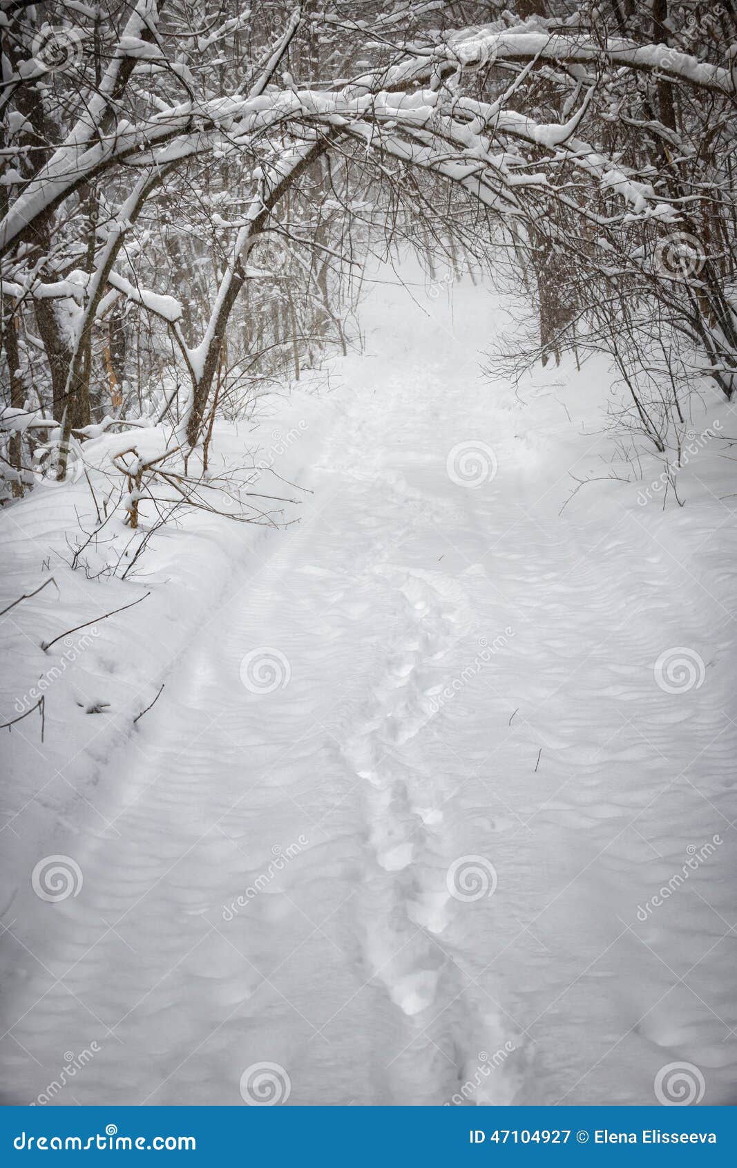 Snowy Winter Path in Forest Stock Image - Image of december, blizzard ...