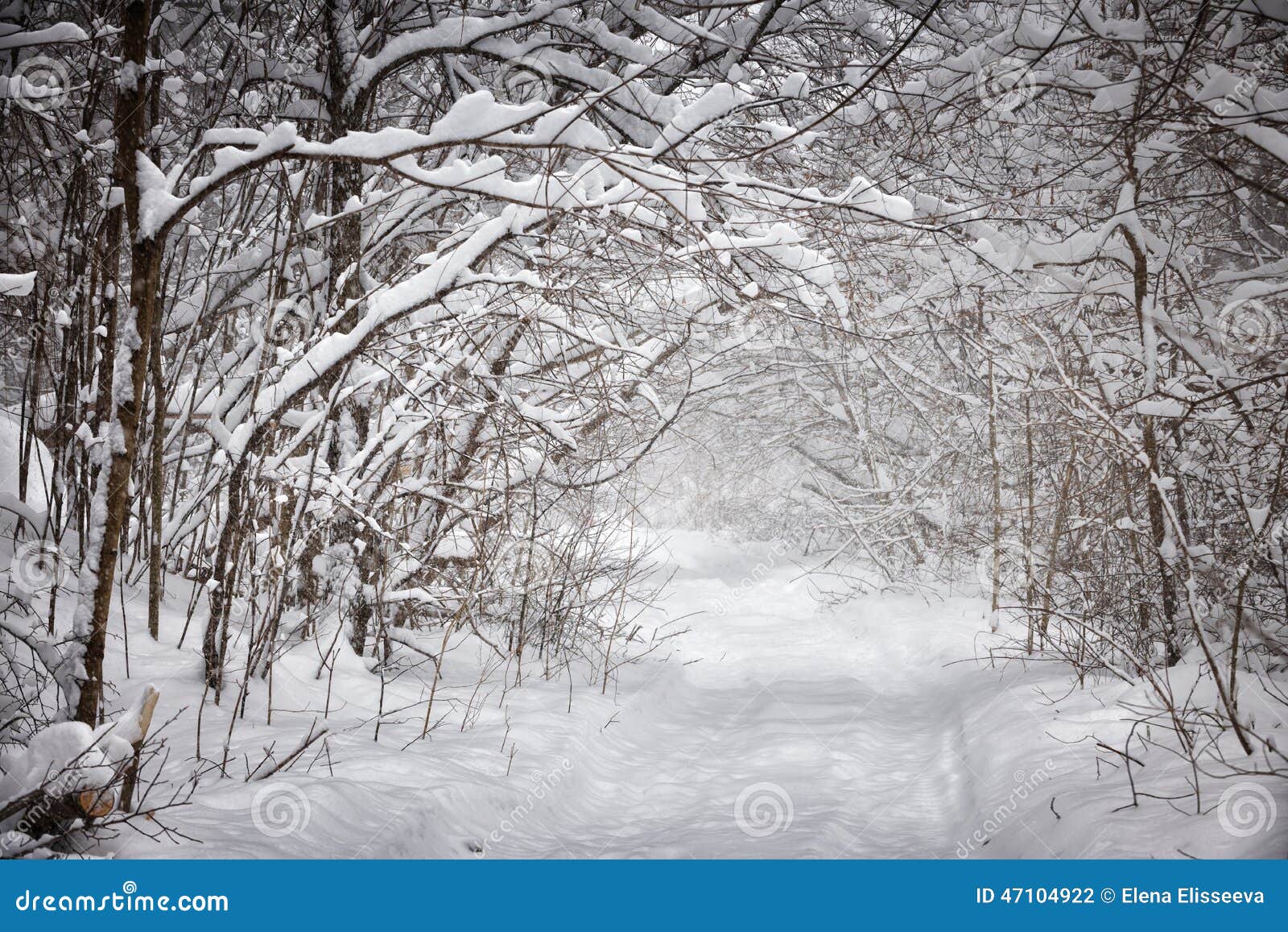 Snowy Winter Path in Forest Stock Photo - Image of landscape, frosty ...
