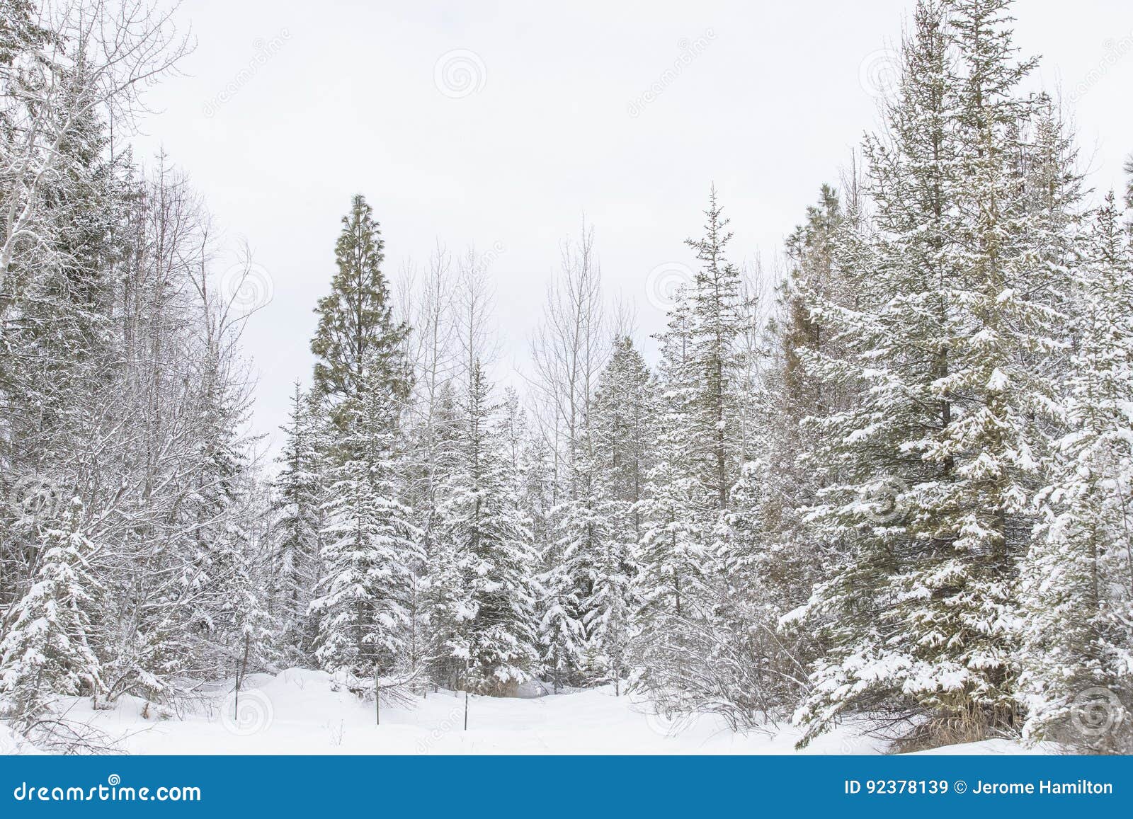 Snowy Winter Scene stock image. Image of forest, cloud - 92378139