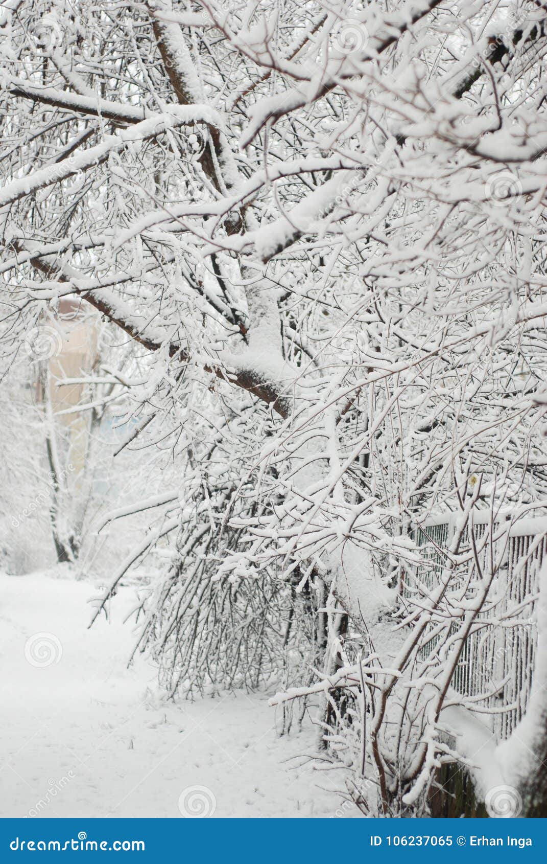 Snowy Winter Tree. Forked Trunk. Long Branches Covered with Sparkling ...