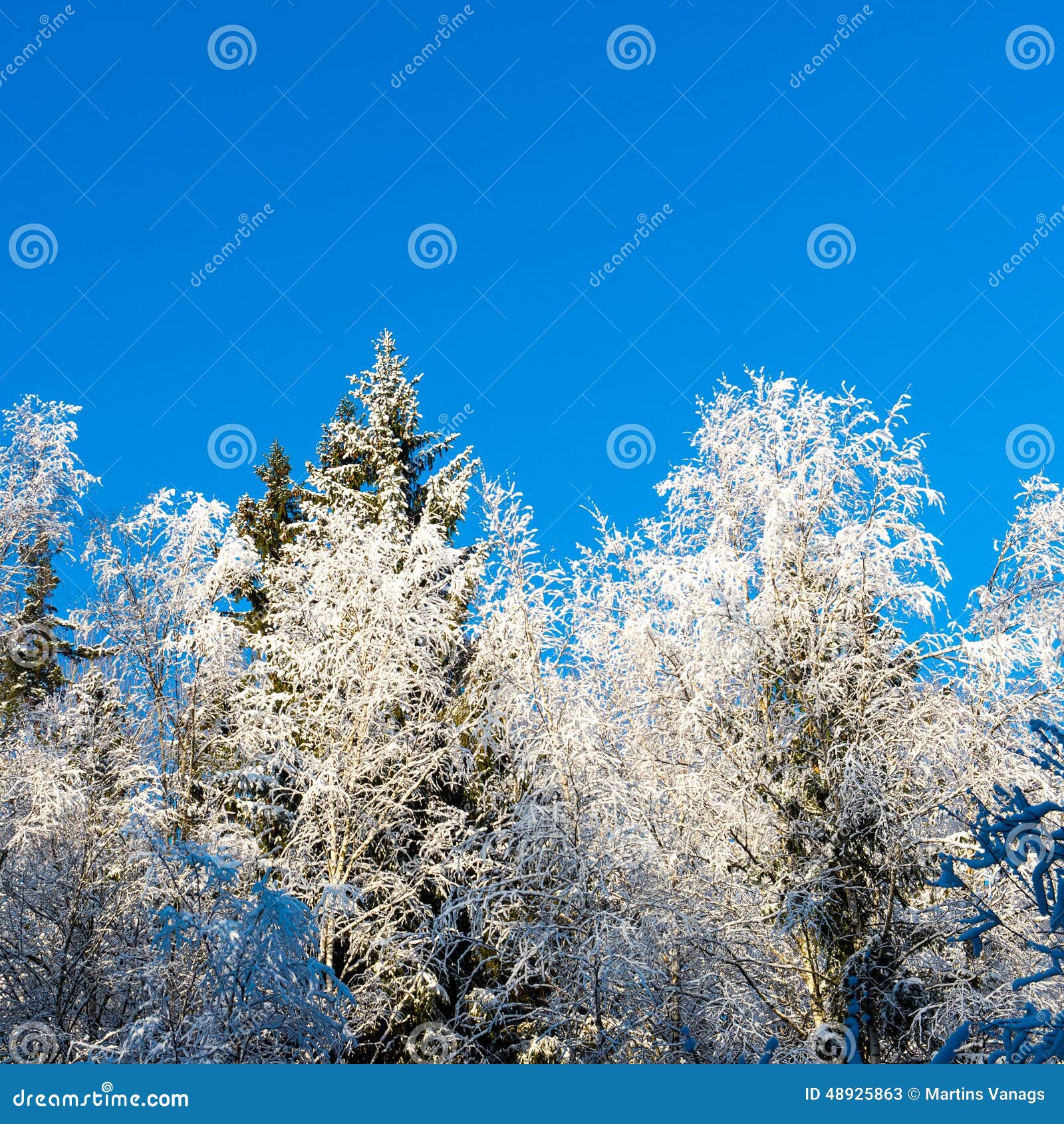 Snowy Winter Trees on Bright Blue Sky Stock Image - Image of river ...
