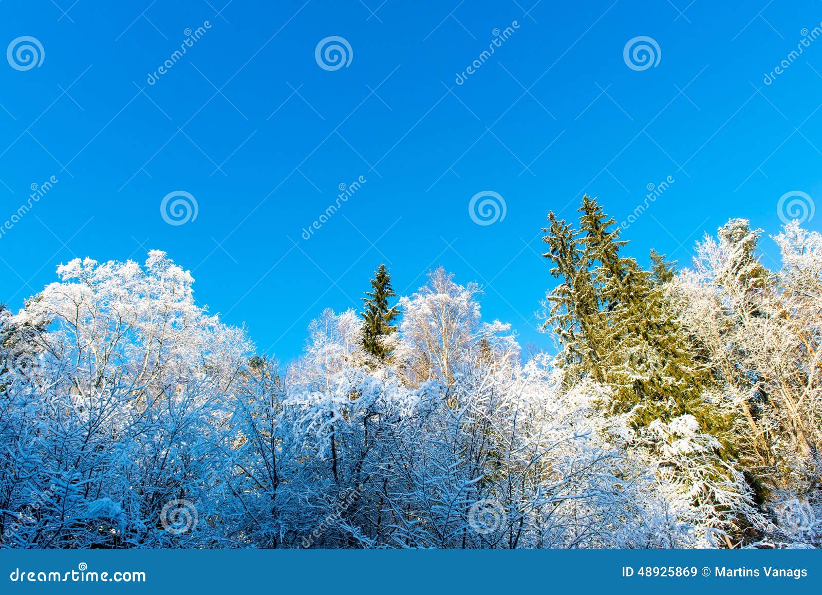 Snowy Winter Trees on Bright Blue Sky Stock Image - Image of ...