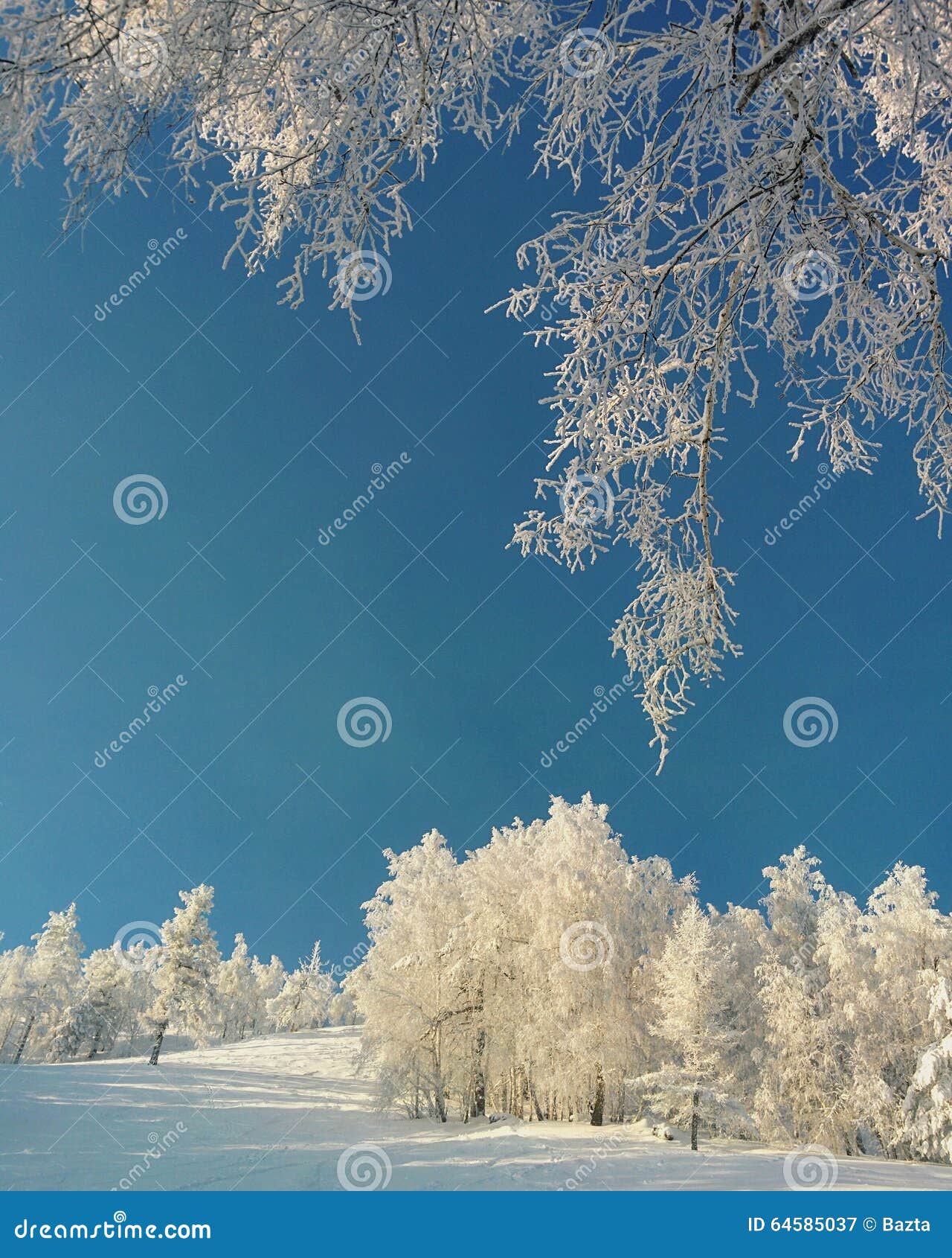 Snowy Winter View with a Blue Sky an White Trees Stock Image - Image of ...