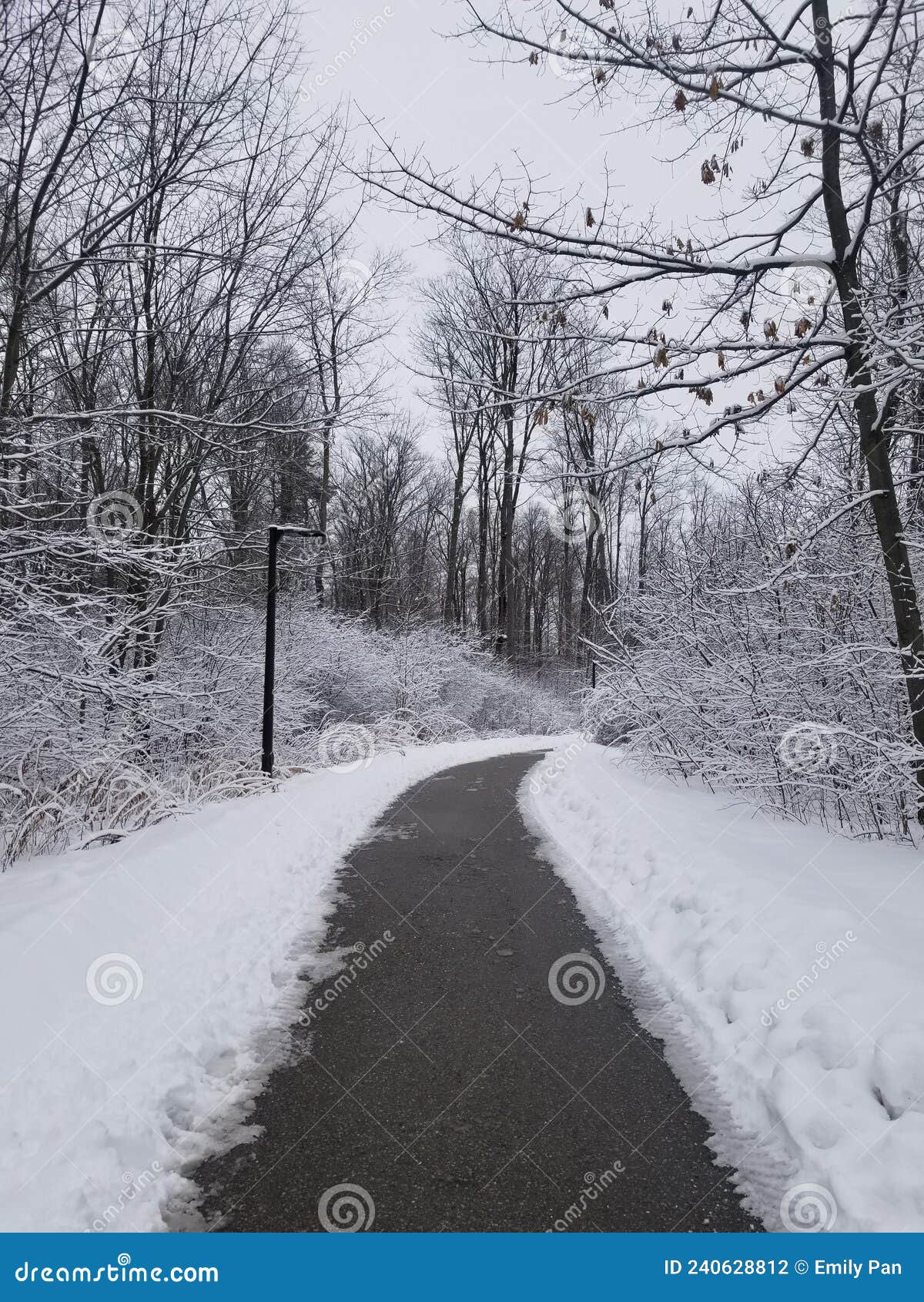 Snowy Wintery Pathway stock photo. Image of snow, branch - 240628812
