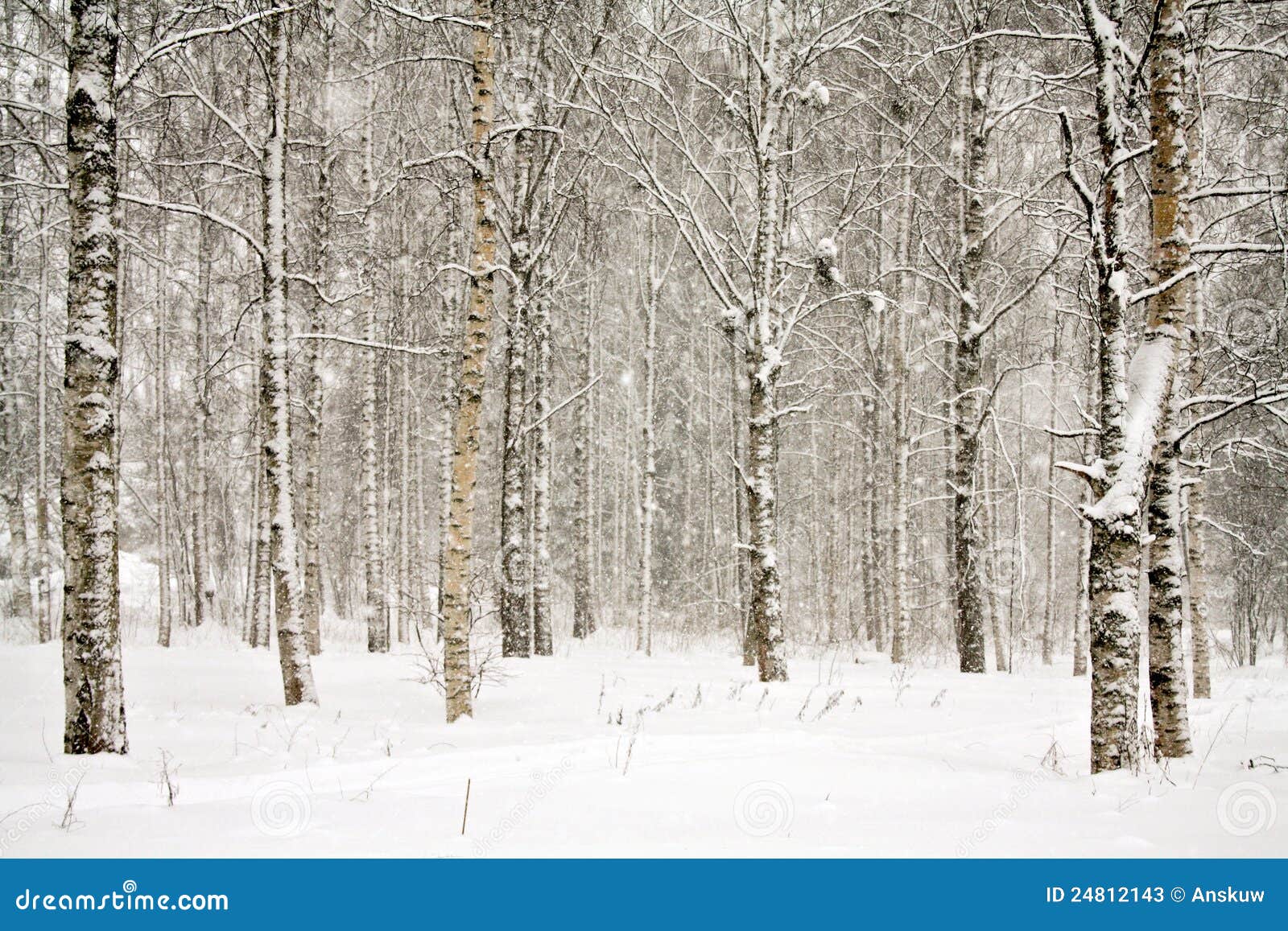 Snowy wintry forest stock image. Image of scenic, pure - 24812143