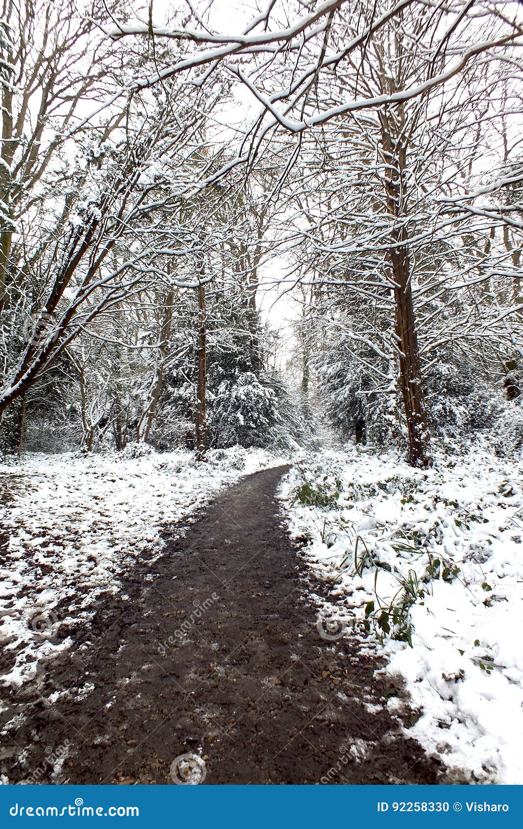 Snowy Woodland stock photo. Image of forest, england - 92258330