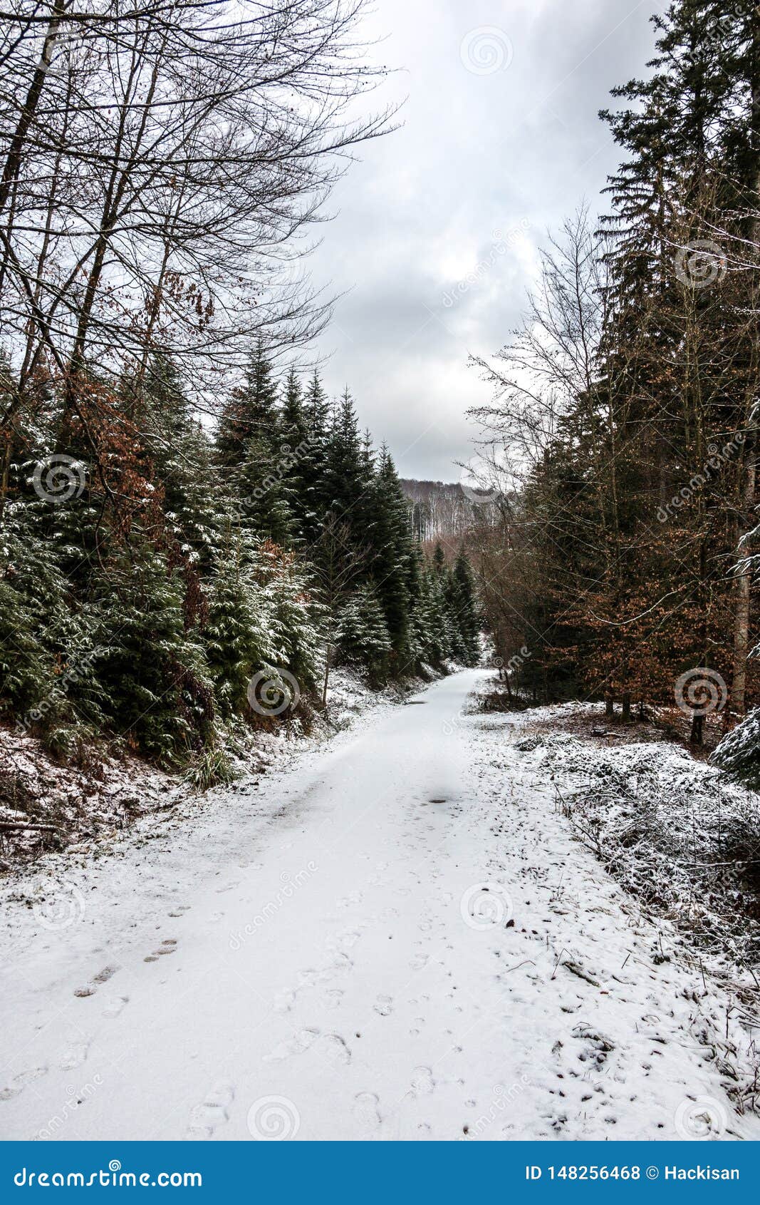 Snowy Woodland Path in the Middle of the Winter Forest Stock Photo ...