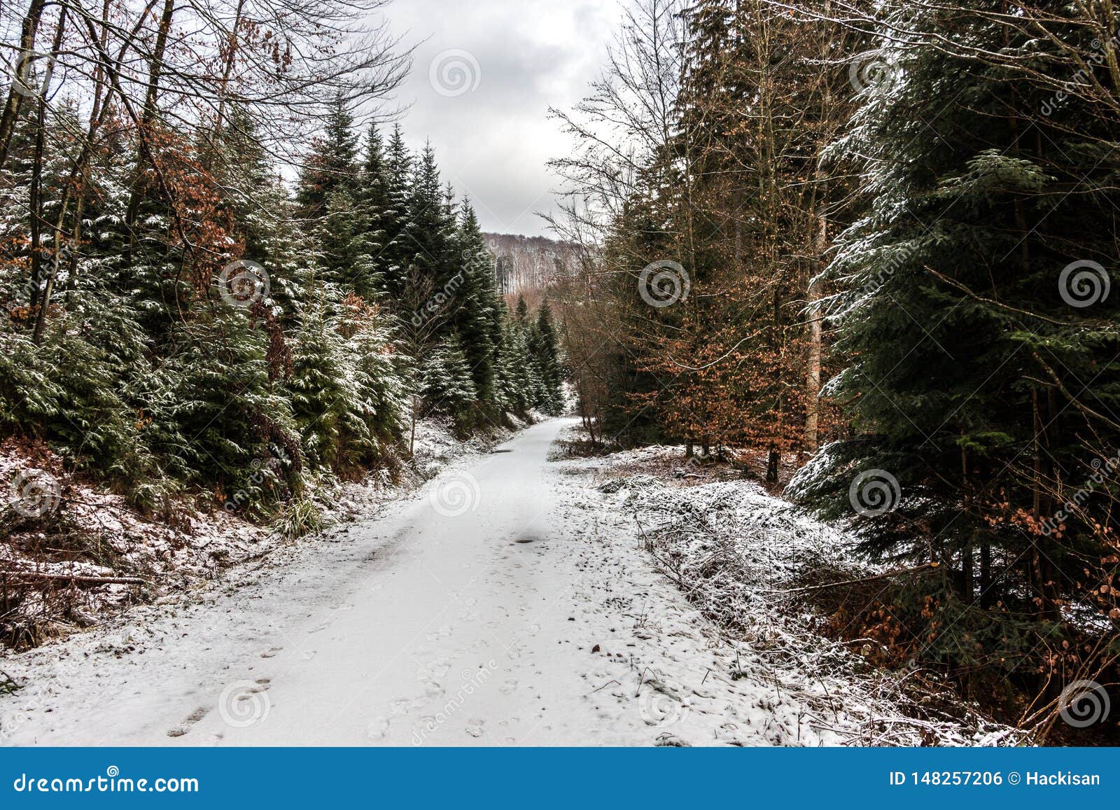 Snowy Woodland Path in the Middle of the Winter Forest Stock Photo ...