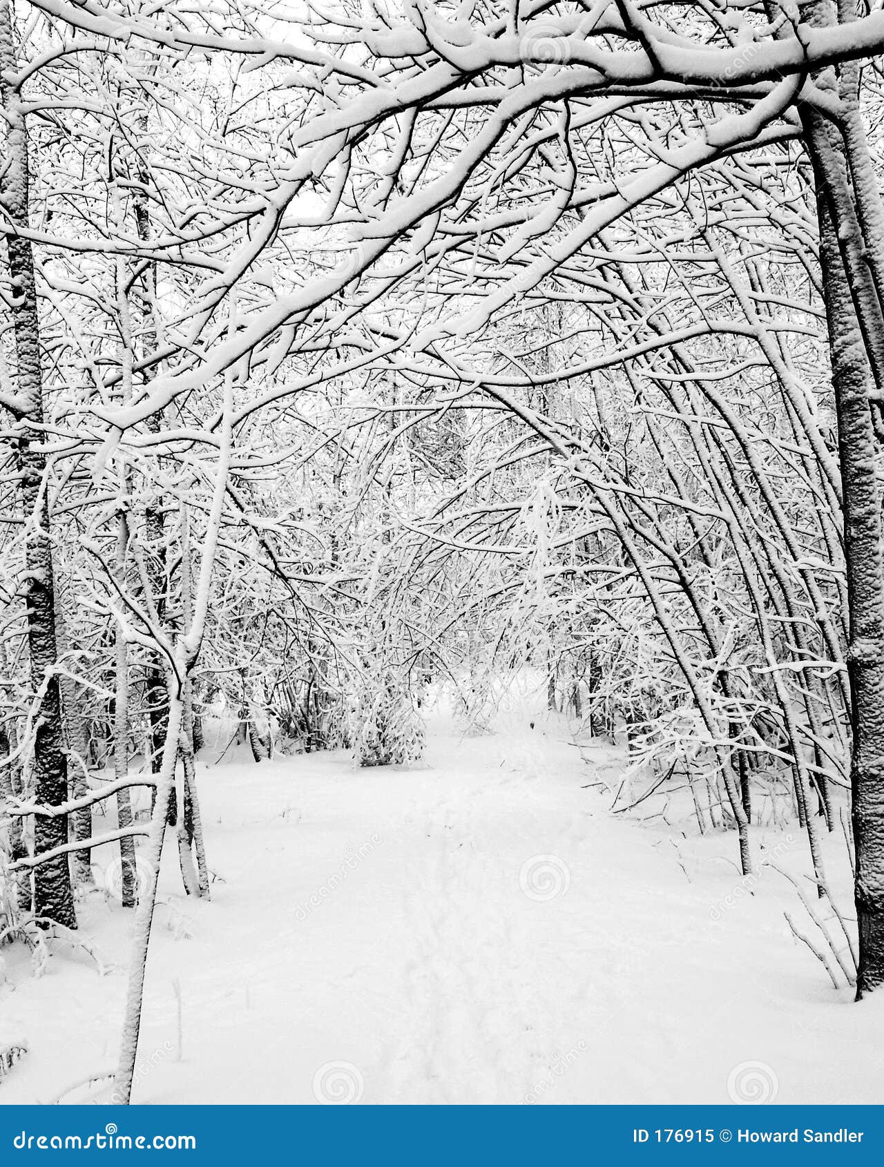 Snowy Woods stock image. Image of snowy, frost, forest - 176915