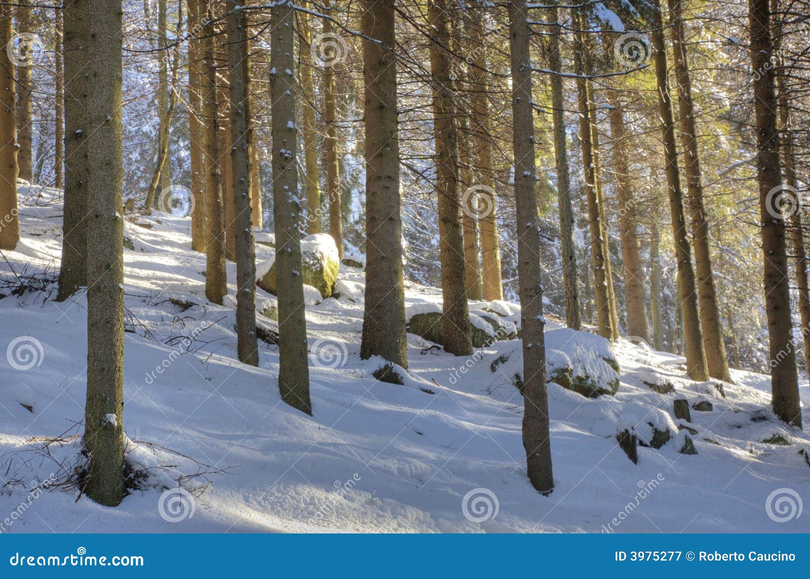 Snowy woods stock image. Image of woods, winter, plant - 3975277