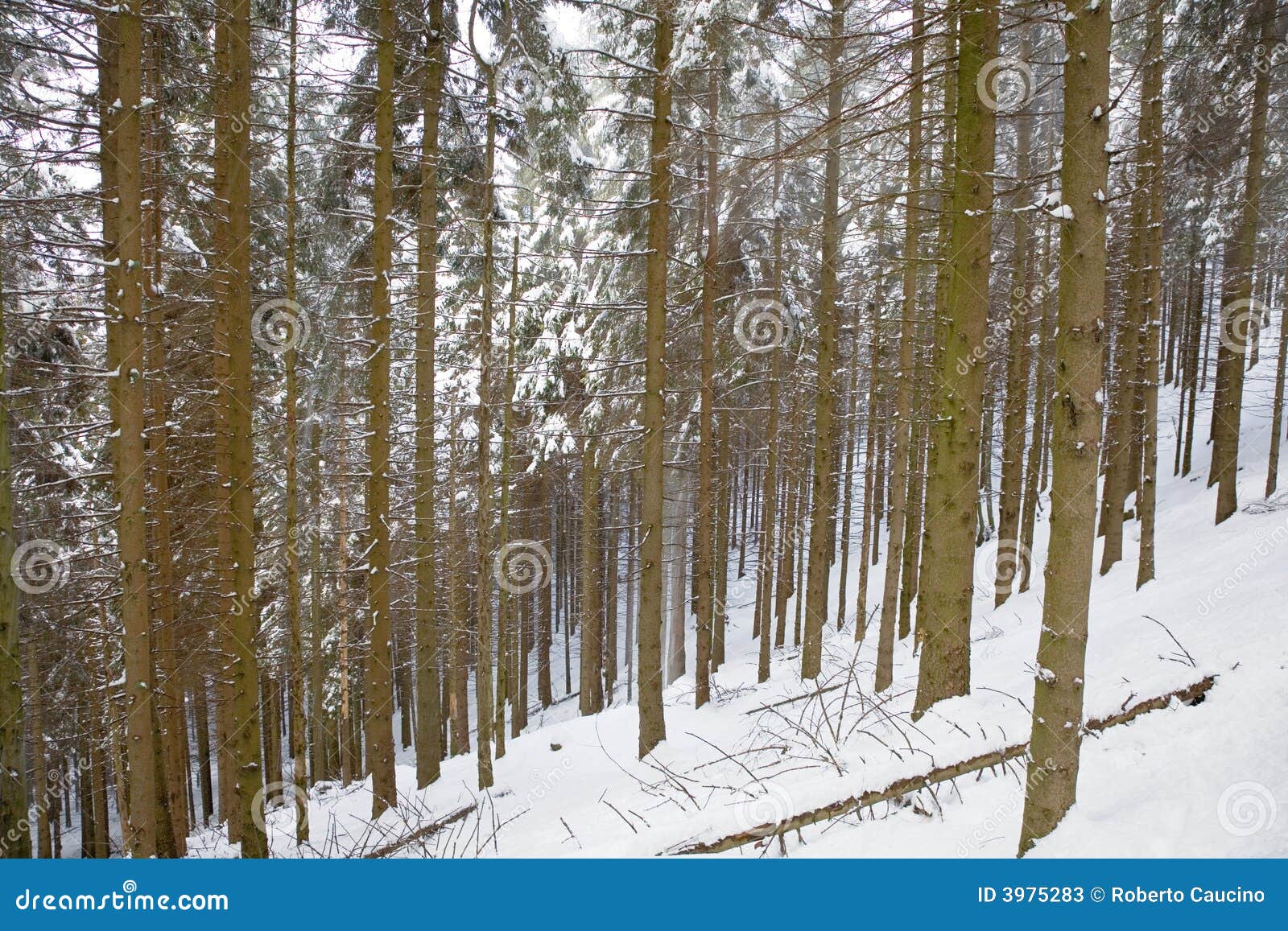 Snowy woods stock image. Image of woods, frost, wilderness - 3975283
