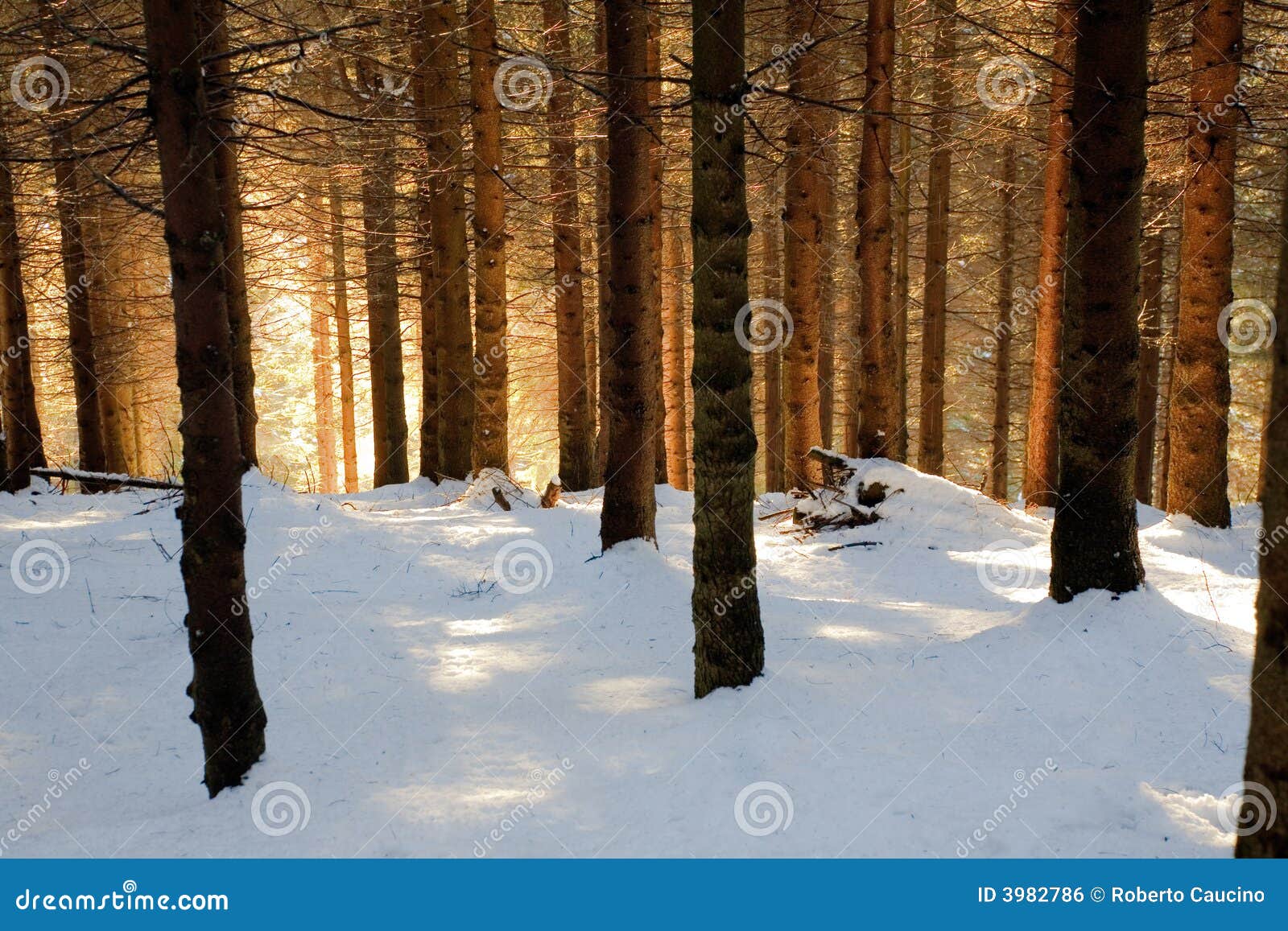 Snowy woods stock photo. Image of snow, daylight, freeze - 3982786
