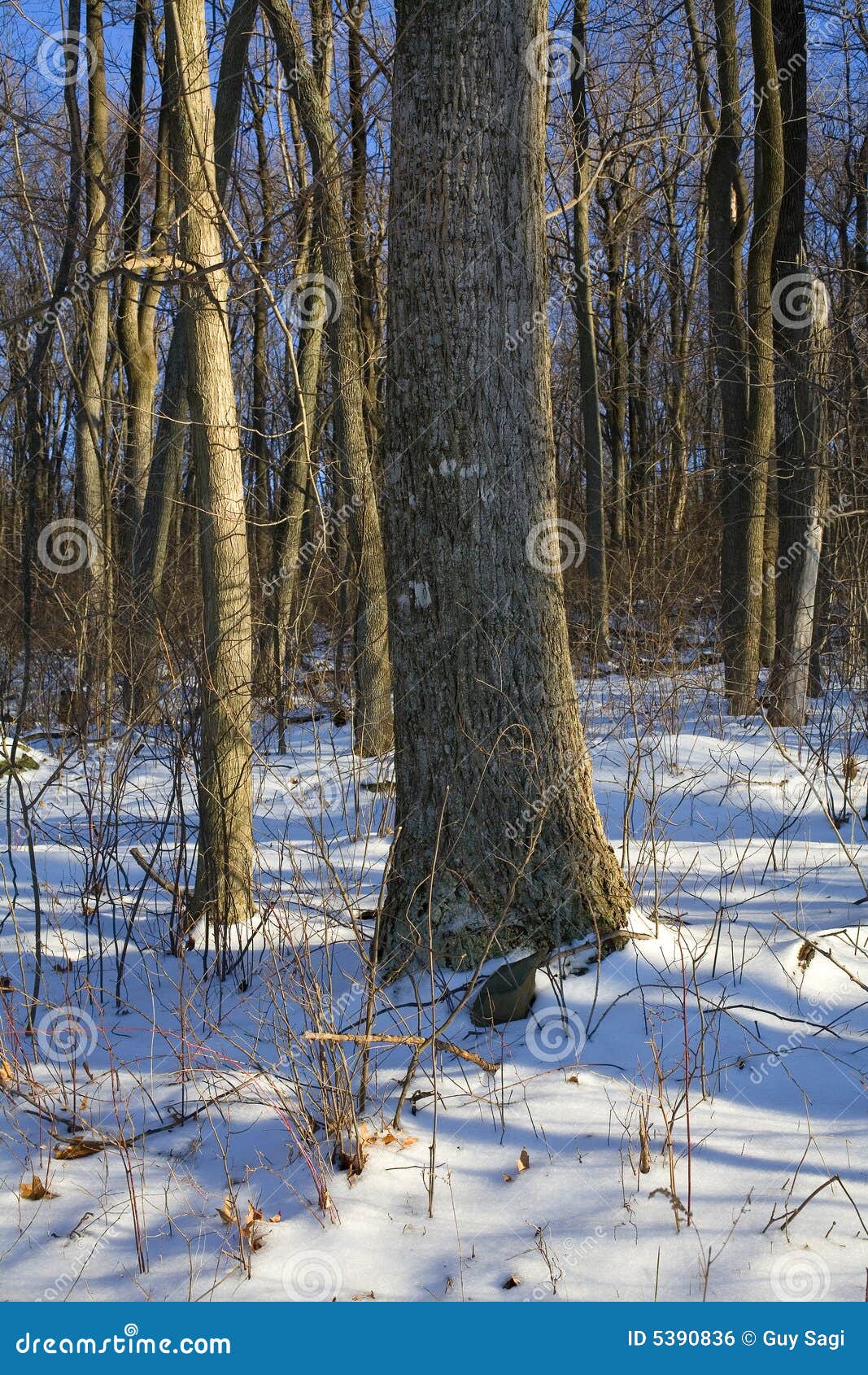Snowy woods stock photo. Image of early, winter, forest - 5390836