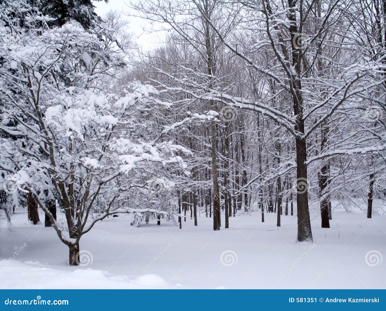 Snowy Woods stock image. Image of christmas, composition - 581351