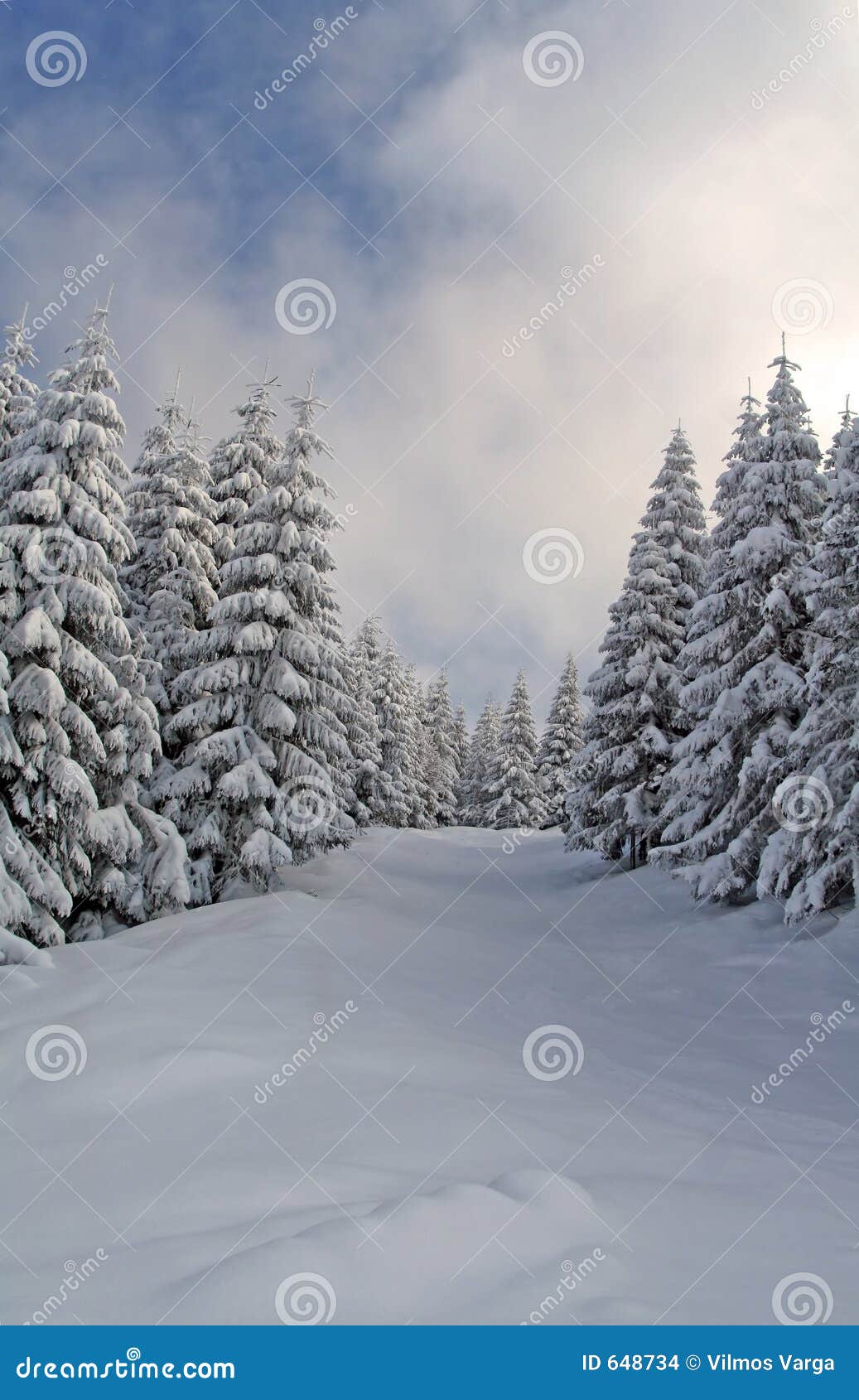 Snowy Woods stock photo. Image of slope, tree, nature, sport - 648734