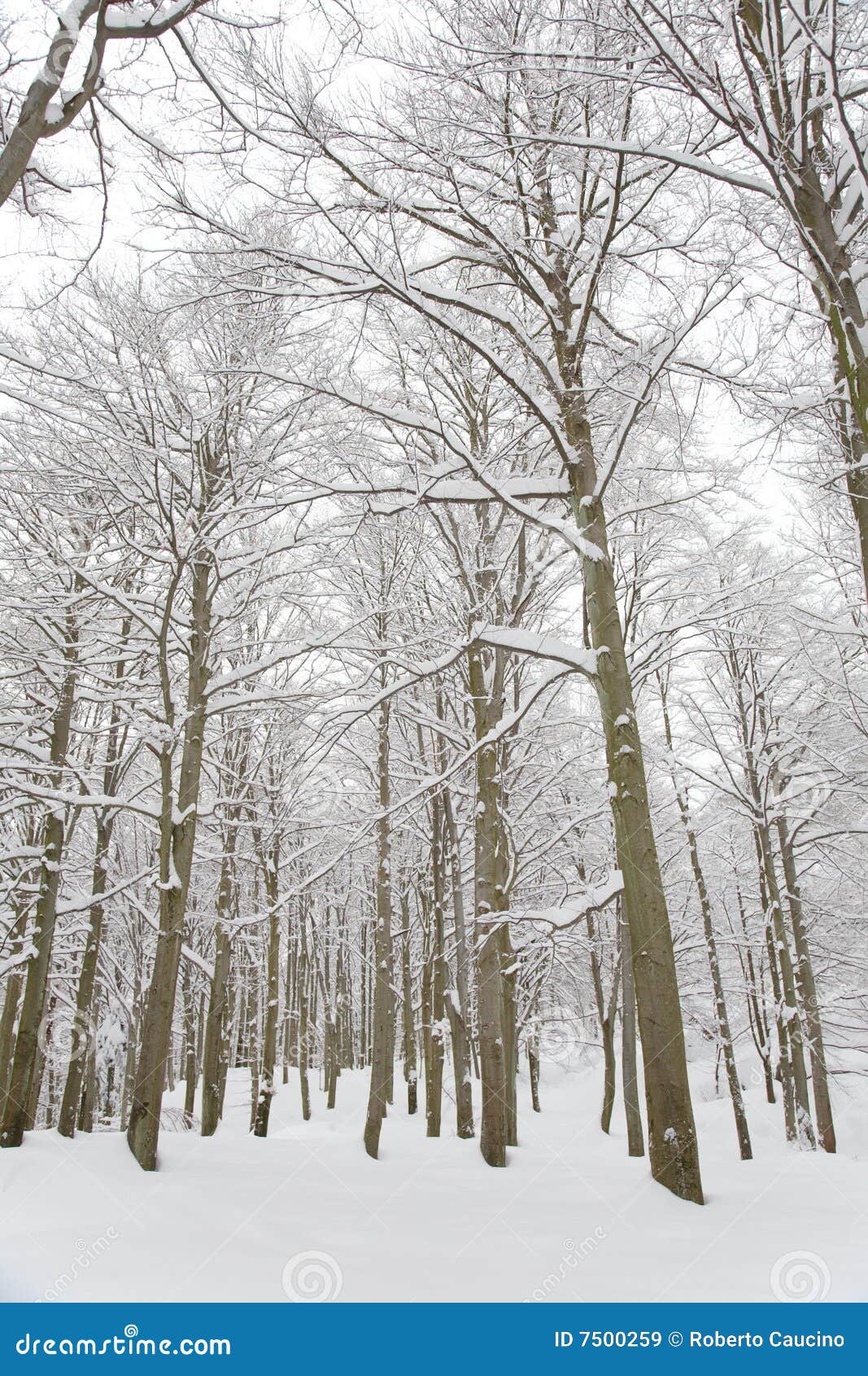 Snowy woods stock image. Image of plant, tree, snowed - 7500259