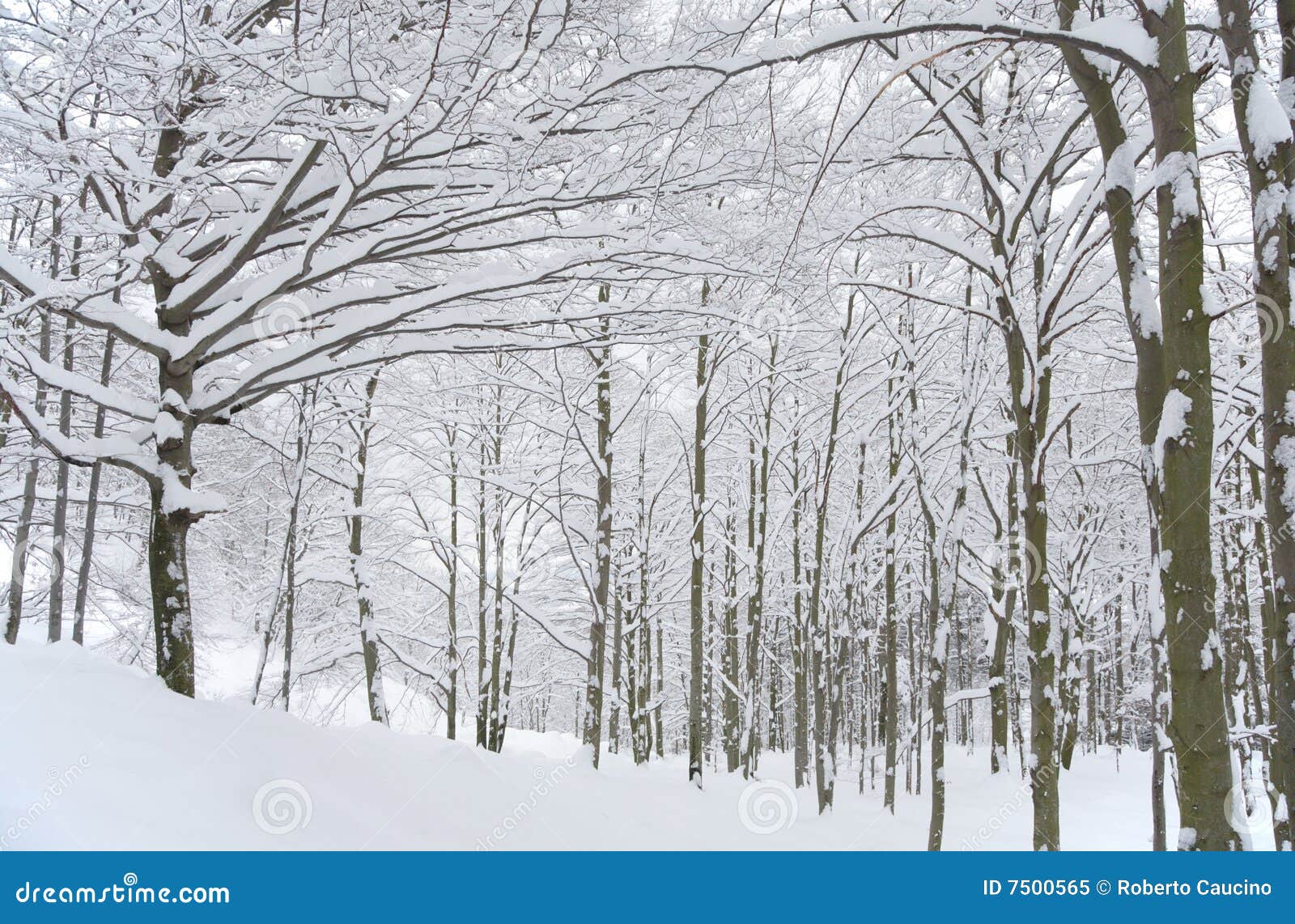 Snowy woods stock image. Image of rural, forest, frost - 7500565