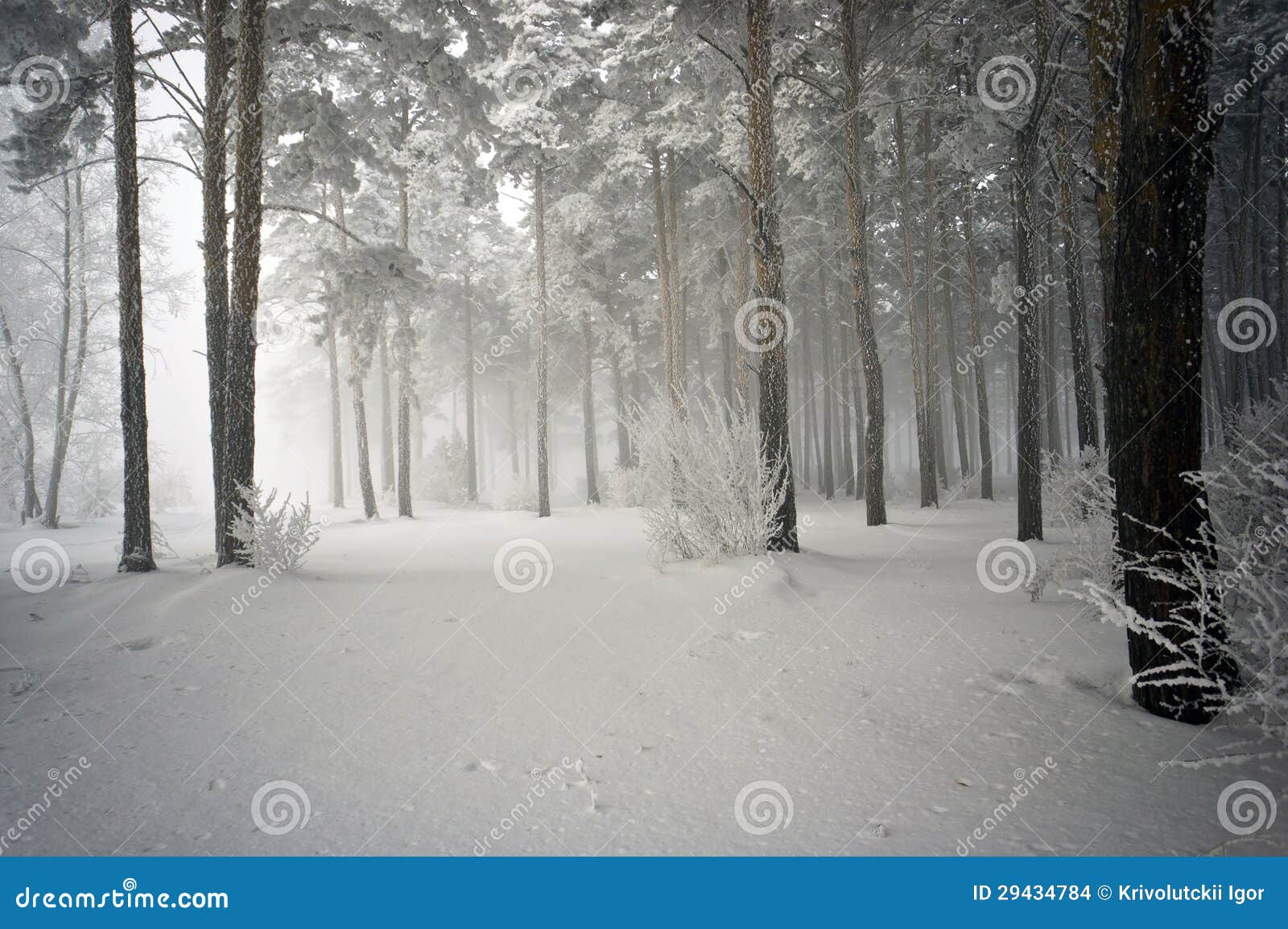 Snowy Woods, Hiding in the Fog Stock Photo - Image of frozen, tranquil ...