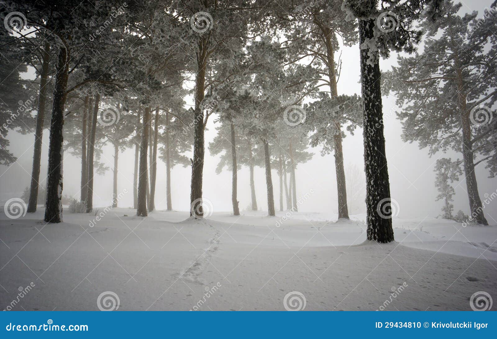 Snowy Woods, Hiding in the Fog Stock Photo - Image of landscapes ...