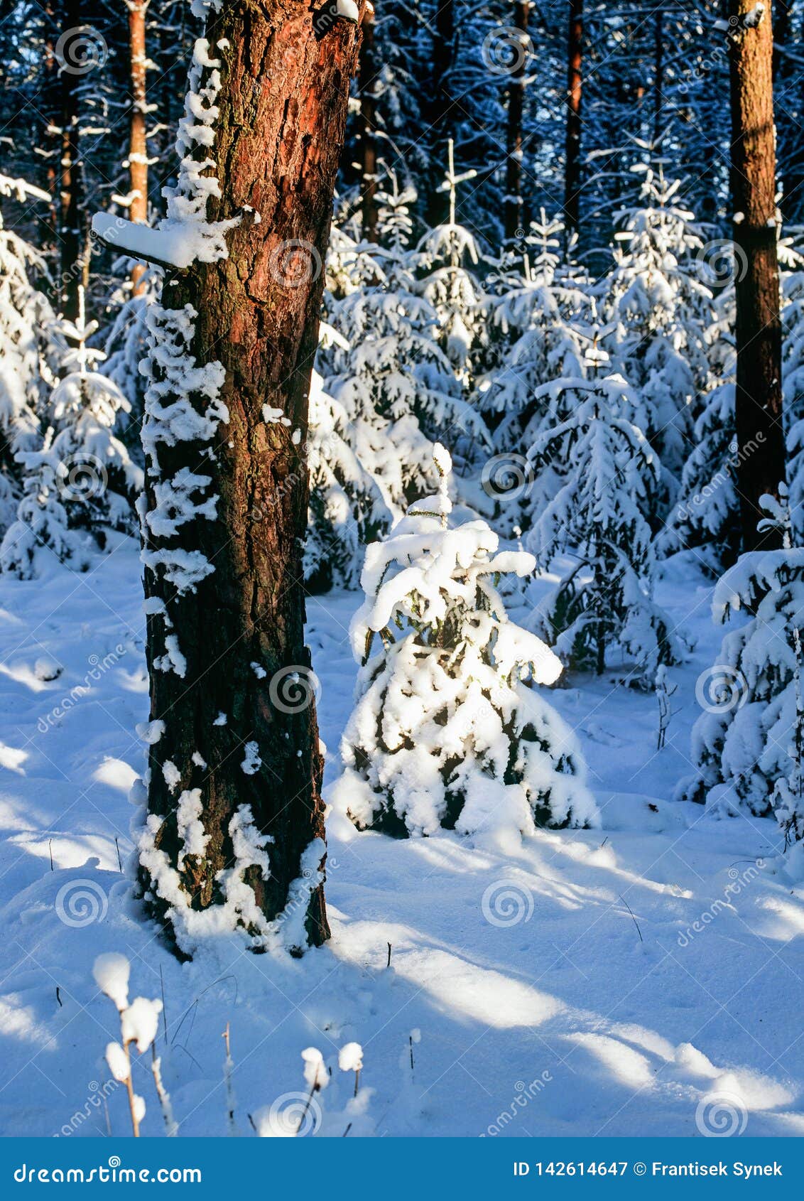 In the snowy woods stock image. Image of theme, nature - 142614647