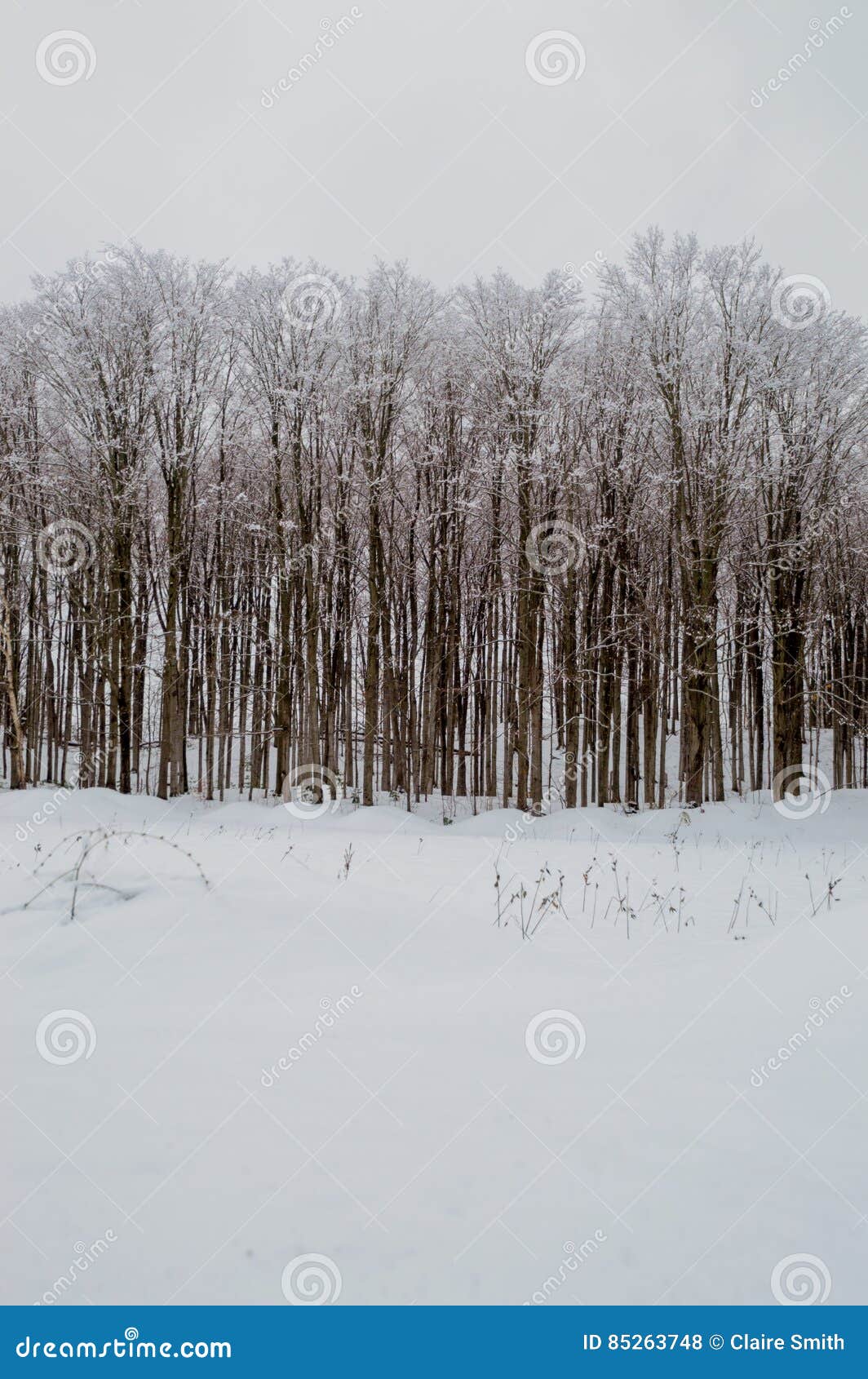 Snowy Woods with Maple Trees in a Field Landscape Stock Photo - Image ...