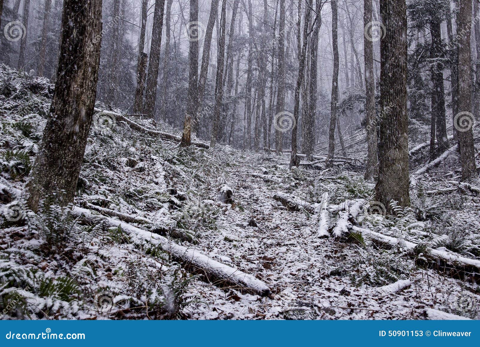 Snowy Woods Trail stock image. Image of winter, snow - 50901153