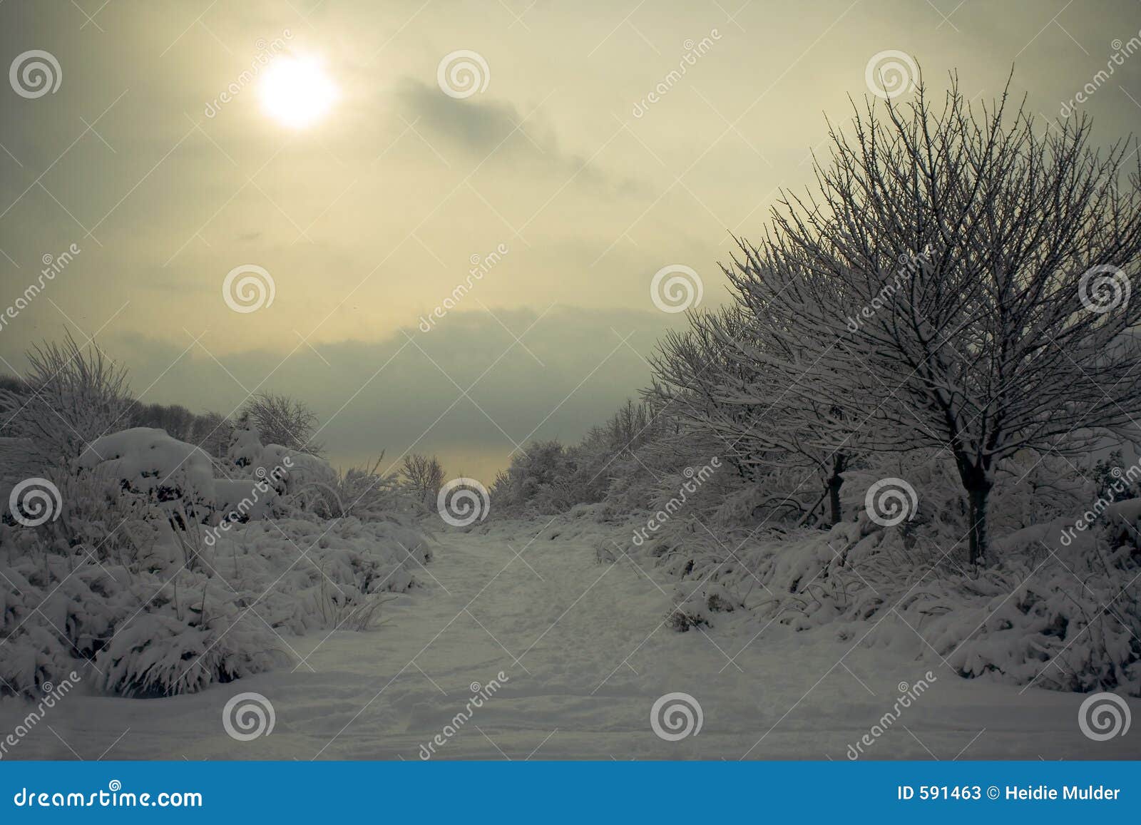Snowy world stock image. Image of winter, snow, forest - 591463