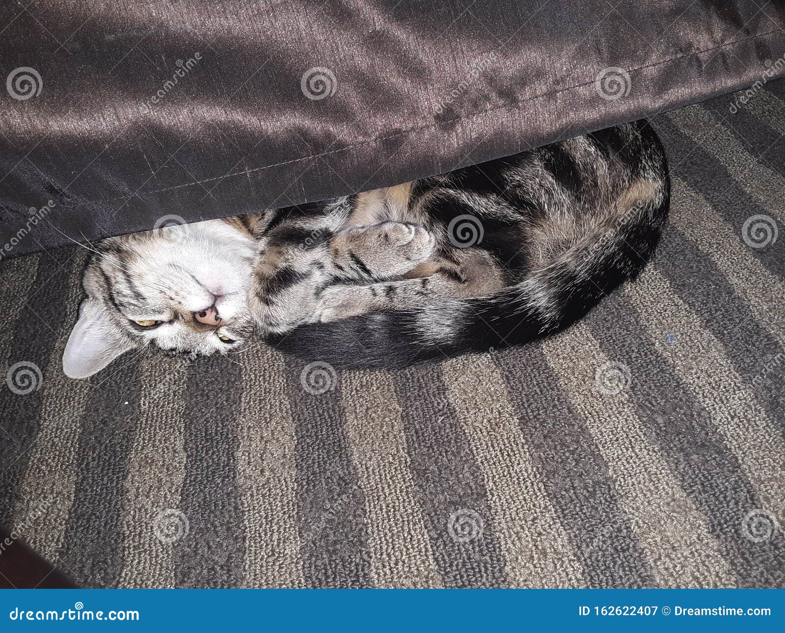 Sleeping cat stock image. Image of silly, kitty, sleeping - 162622407