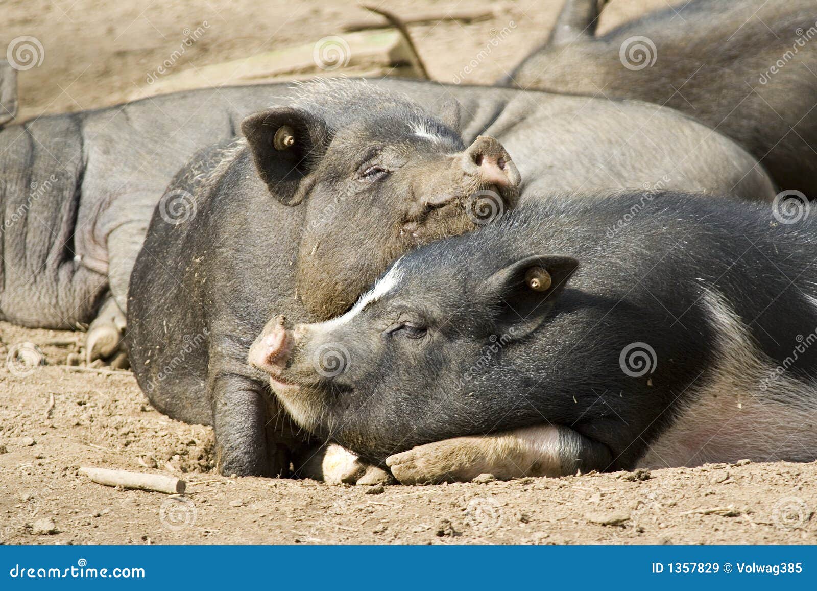 Snuggle stock image. Image of swine, snuggle, sleep, animal - 1357829