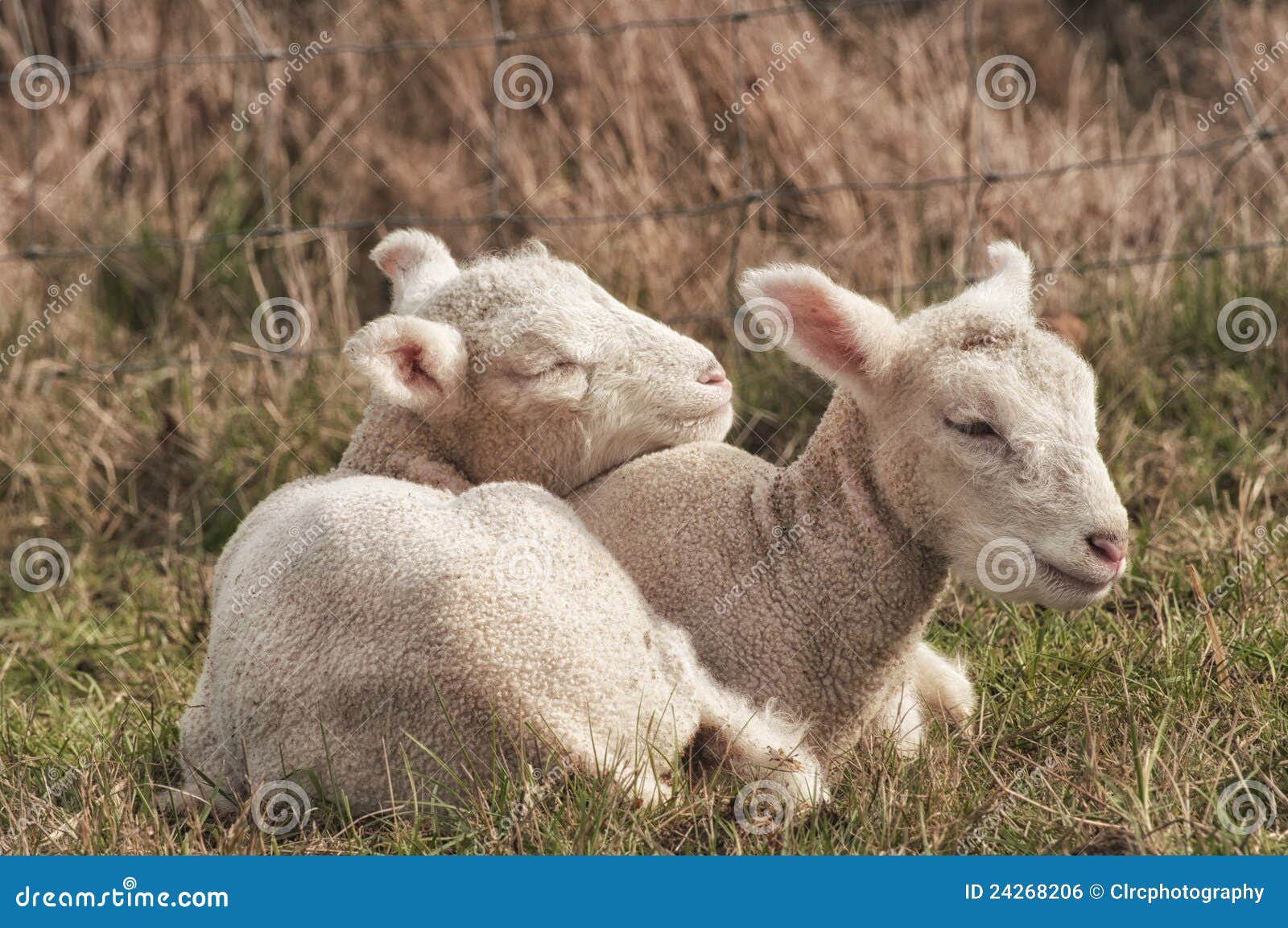 Snuggle stock photo. Image of snuggle, cute, sweet, sheep - 24268206