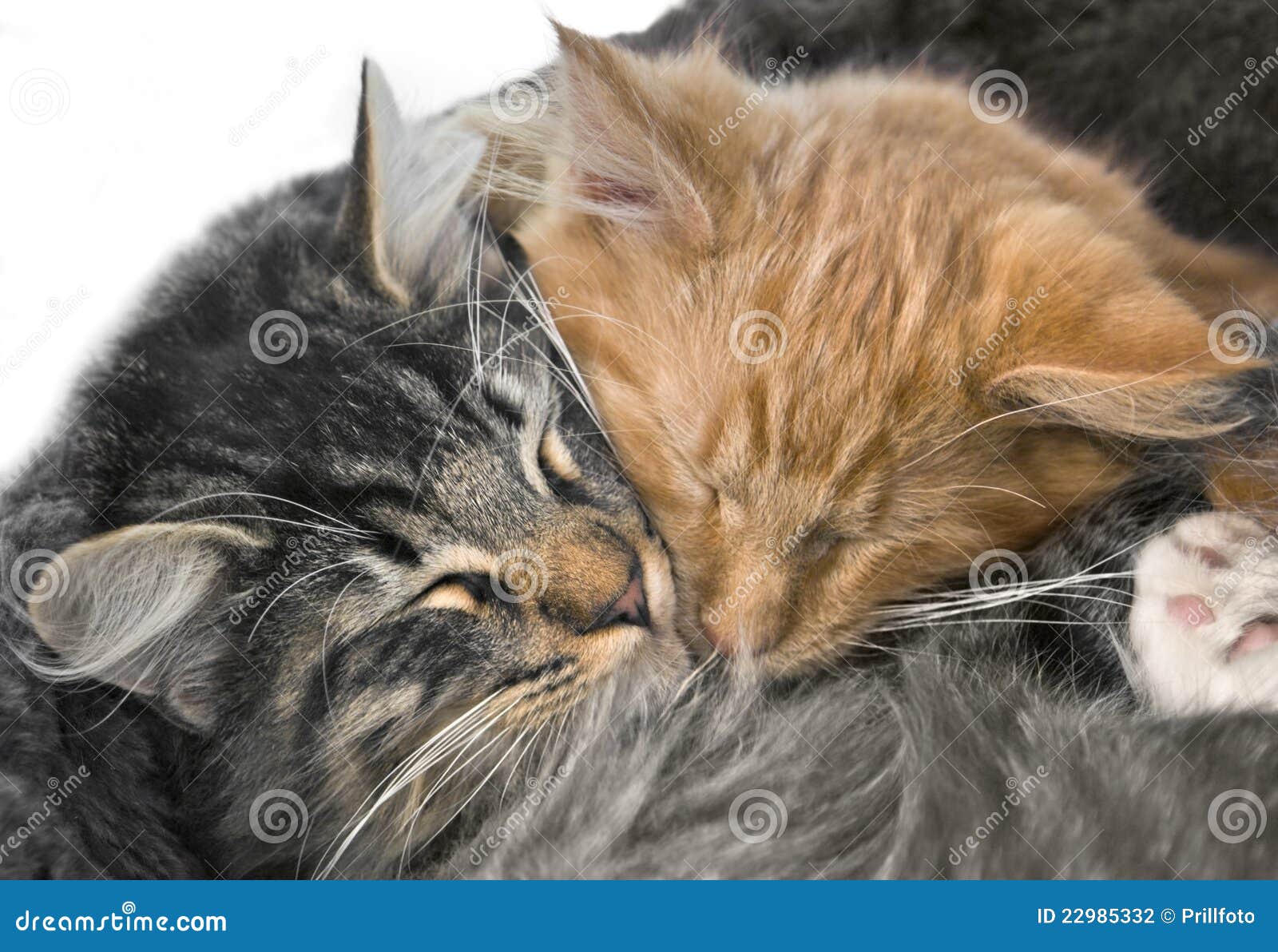 Snuggling kittens stock photo. Image of relaxation, pets - 22985332