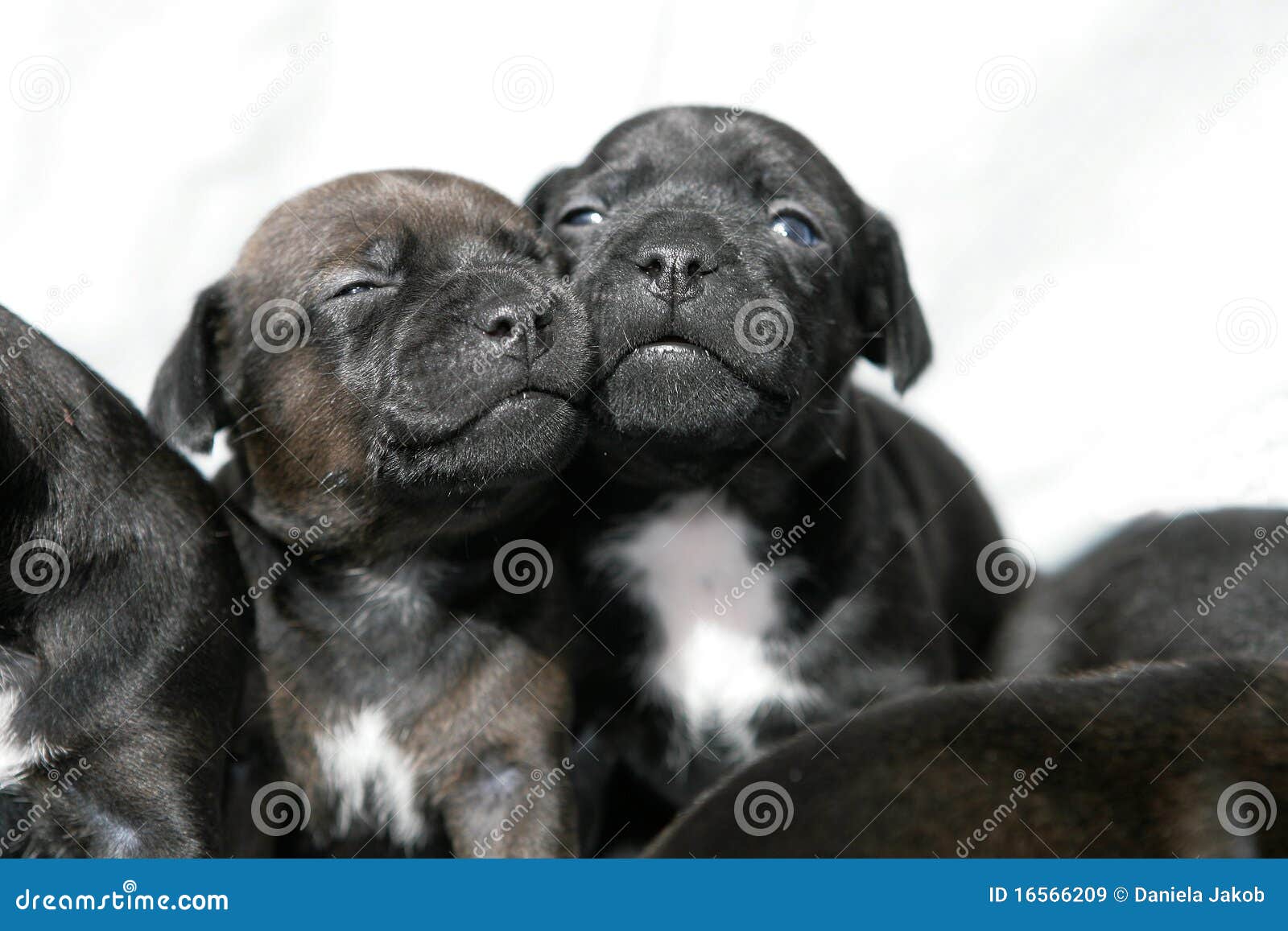 Snuggling puppies stock image. Image of detail, cute - 16566209