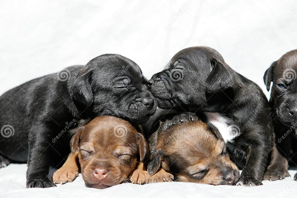 Snuggling puppies stock image. Image of funny, haired - 16566251