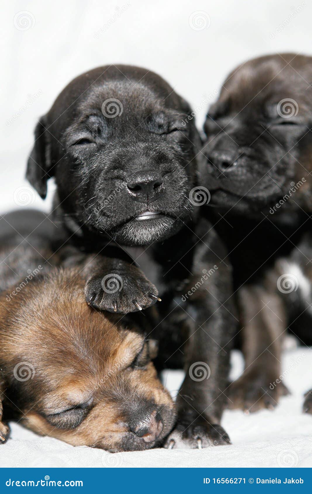 Snuggling puppies stock image. Image of female, joyful - 16566271