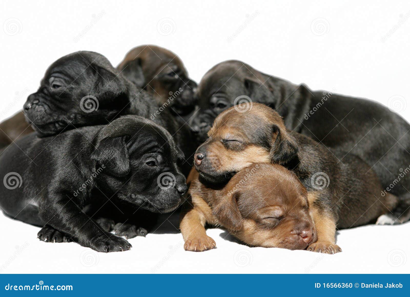 Snuggling puppies stock photo. Image of female, cool - 16566360