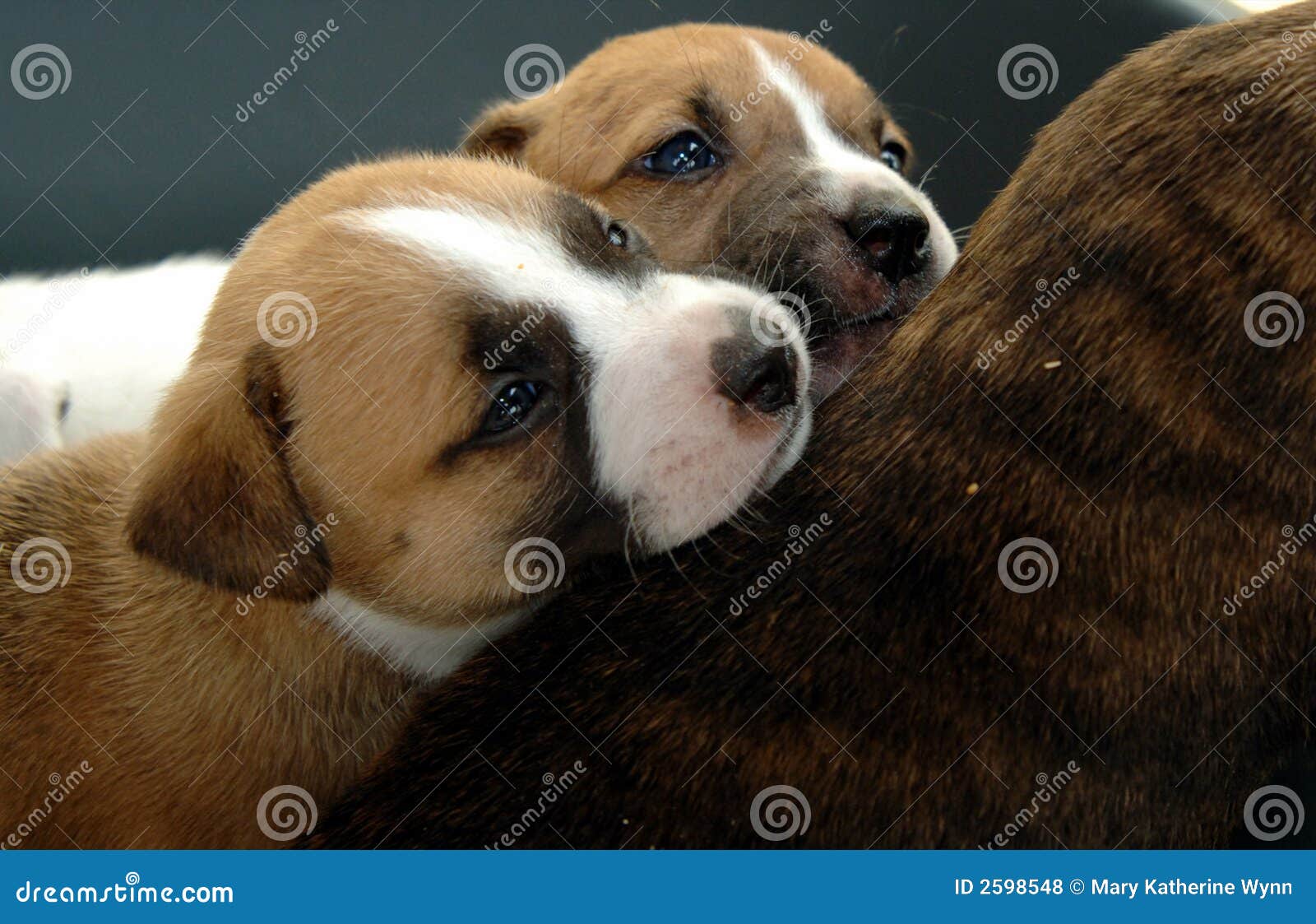 Snuggling puppies stock photo. Image of life, domestic - 2598548