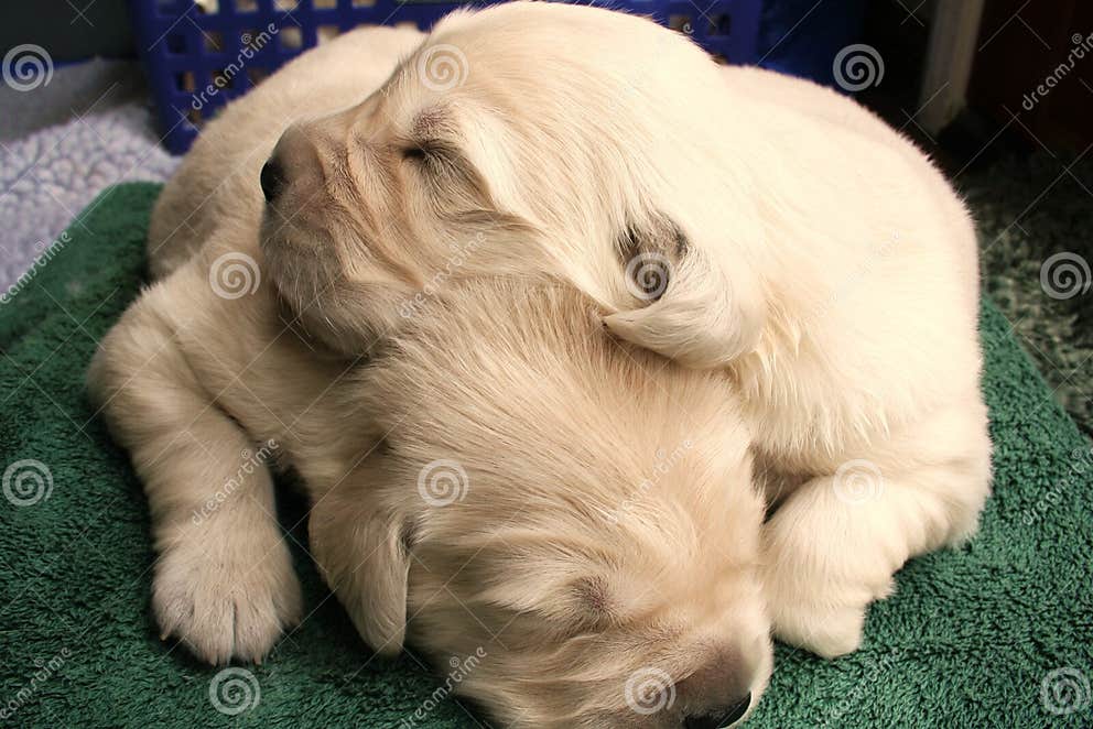 Snuggling Puppies stock image. Image of dogs, puppies - 9752583