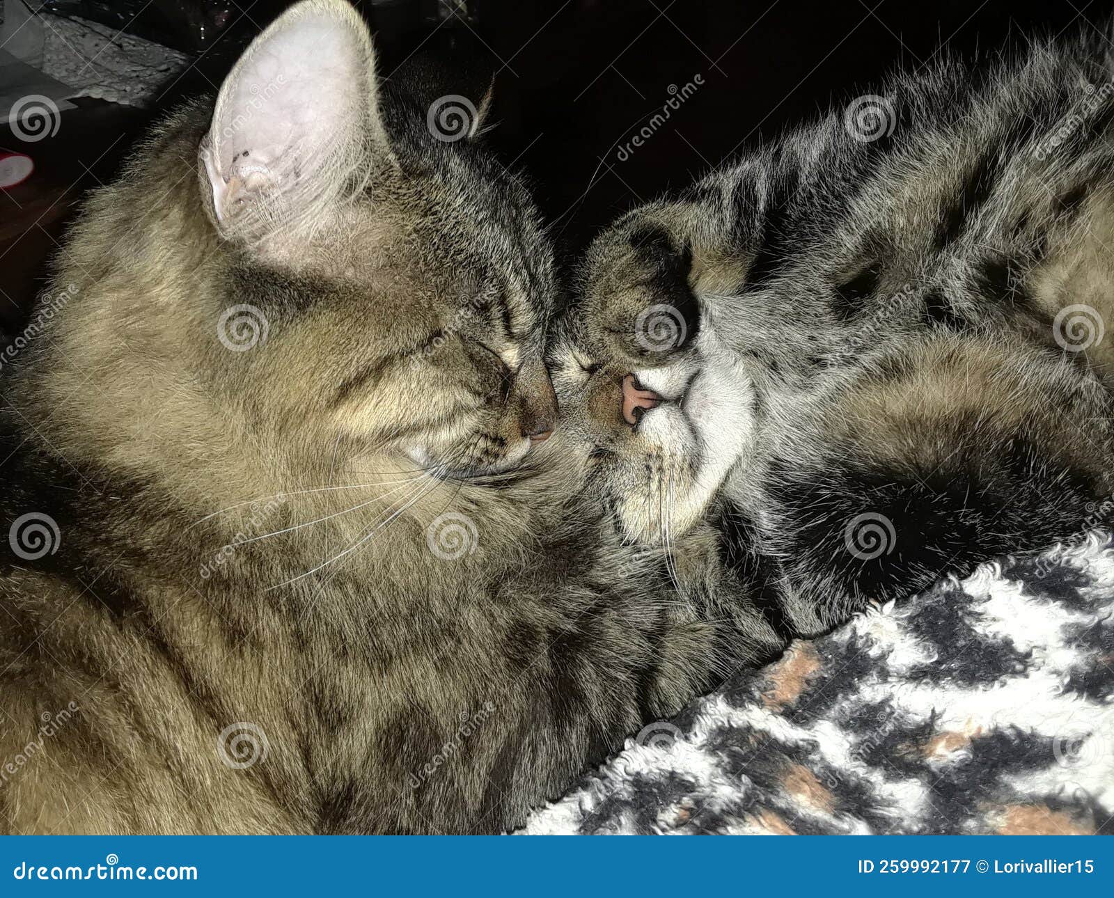 Snuggly Sisters Sleeping stock image. Image of snuggly - 259992177