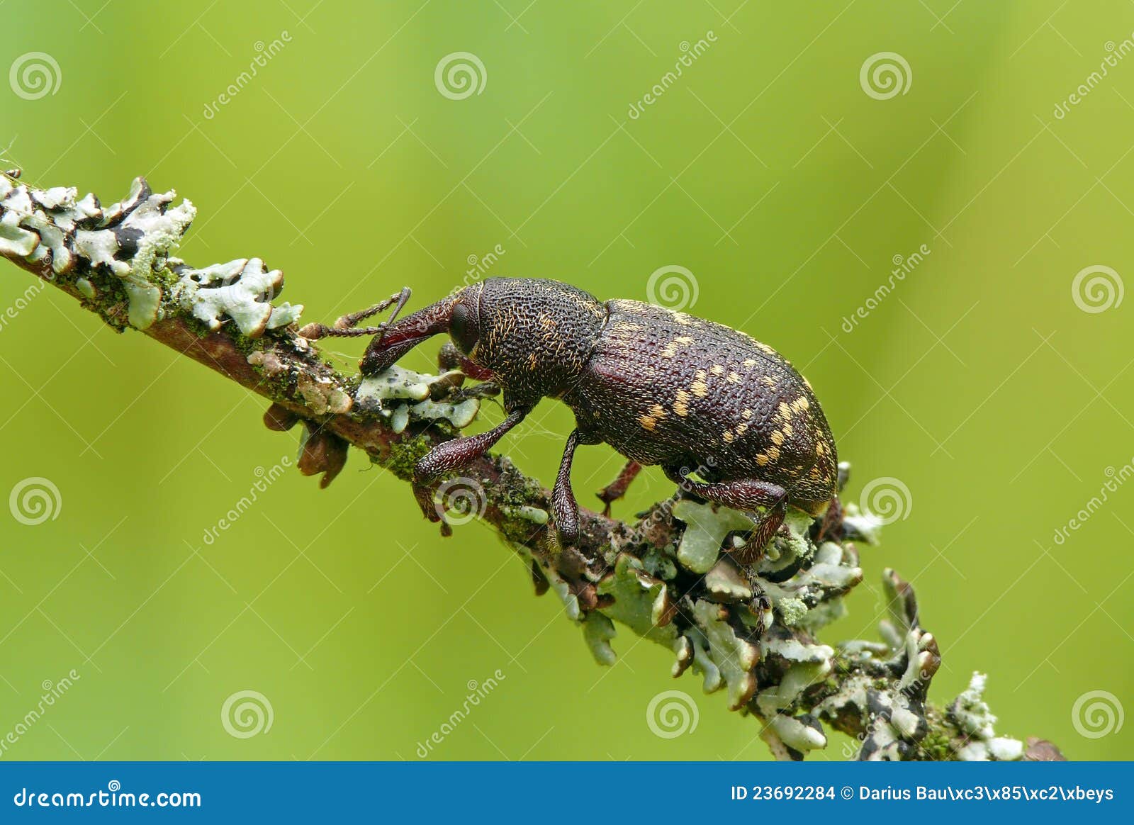 Snuit-kever stock foto. Image of insect, sluit, nave - 23692284