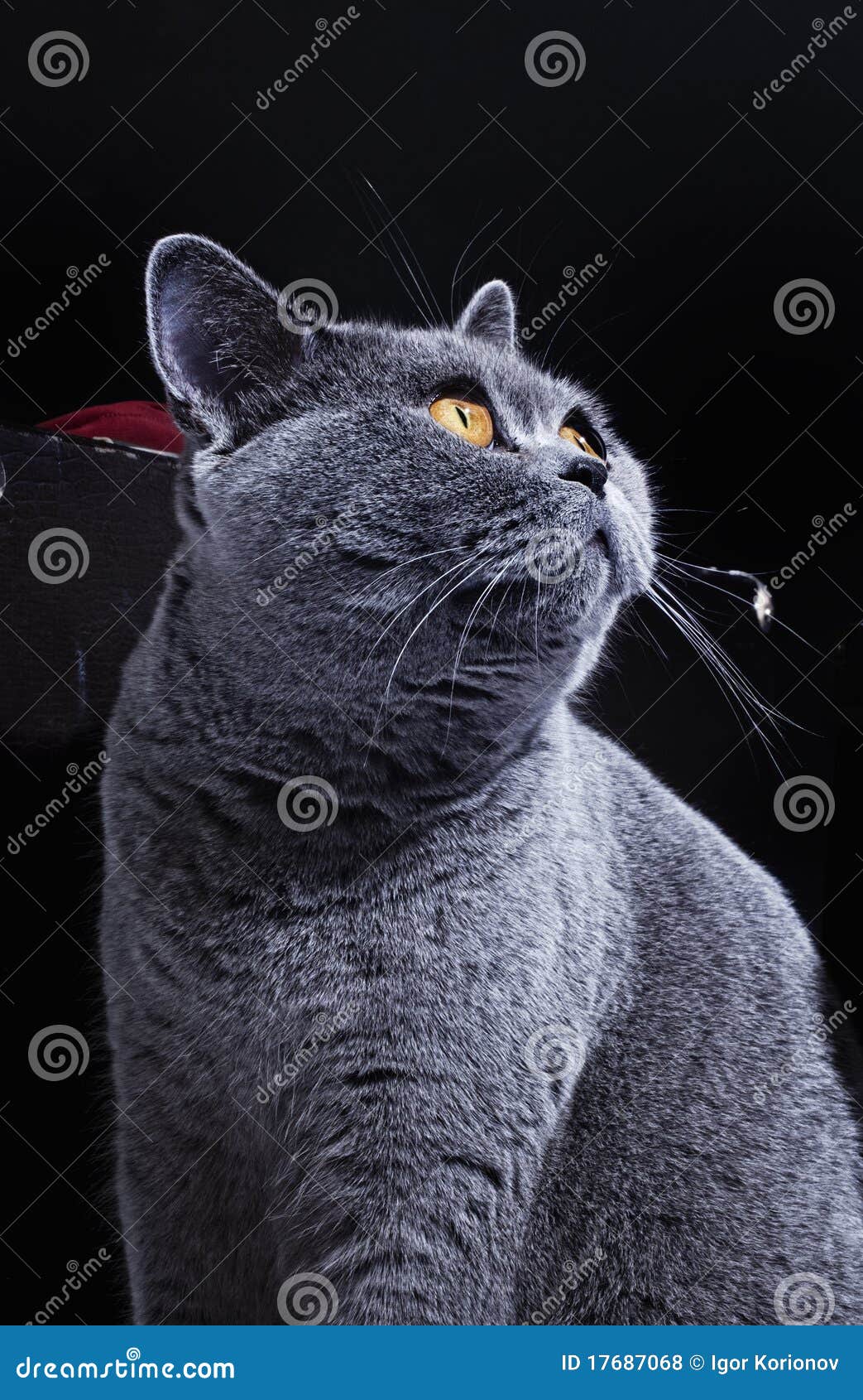 Snuit Van Kat Met Gele Ogen Stock Foto - Image of ogen, mooi: 17687068